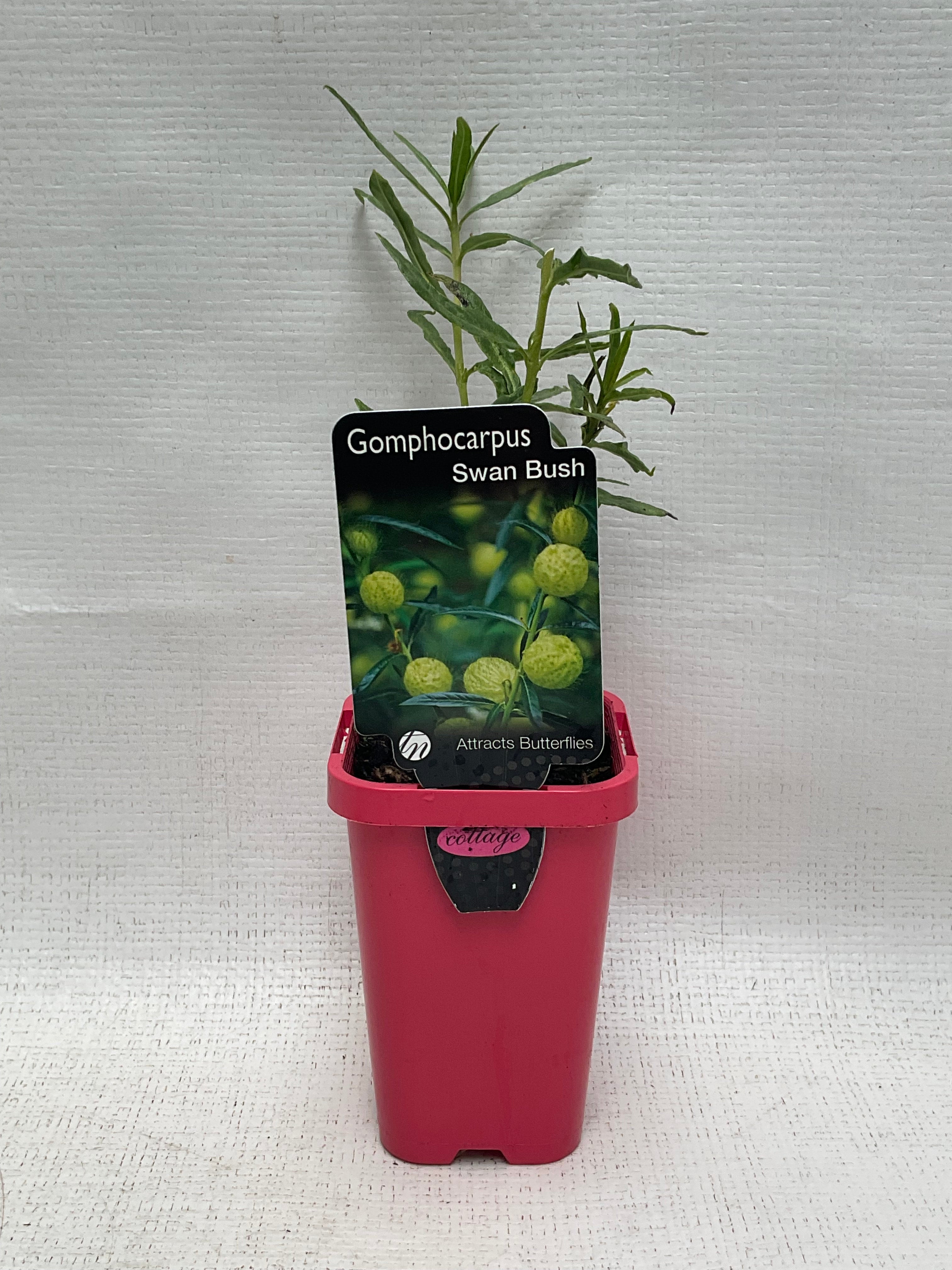 Swan Bush Gomphocarpus | Formosa Gardens Nursery, Ballarat