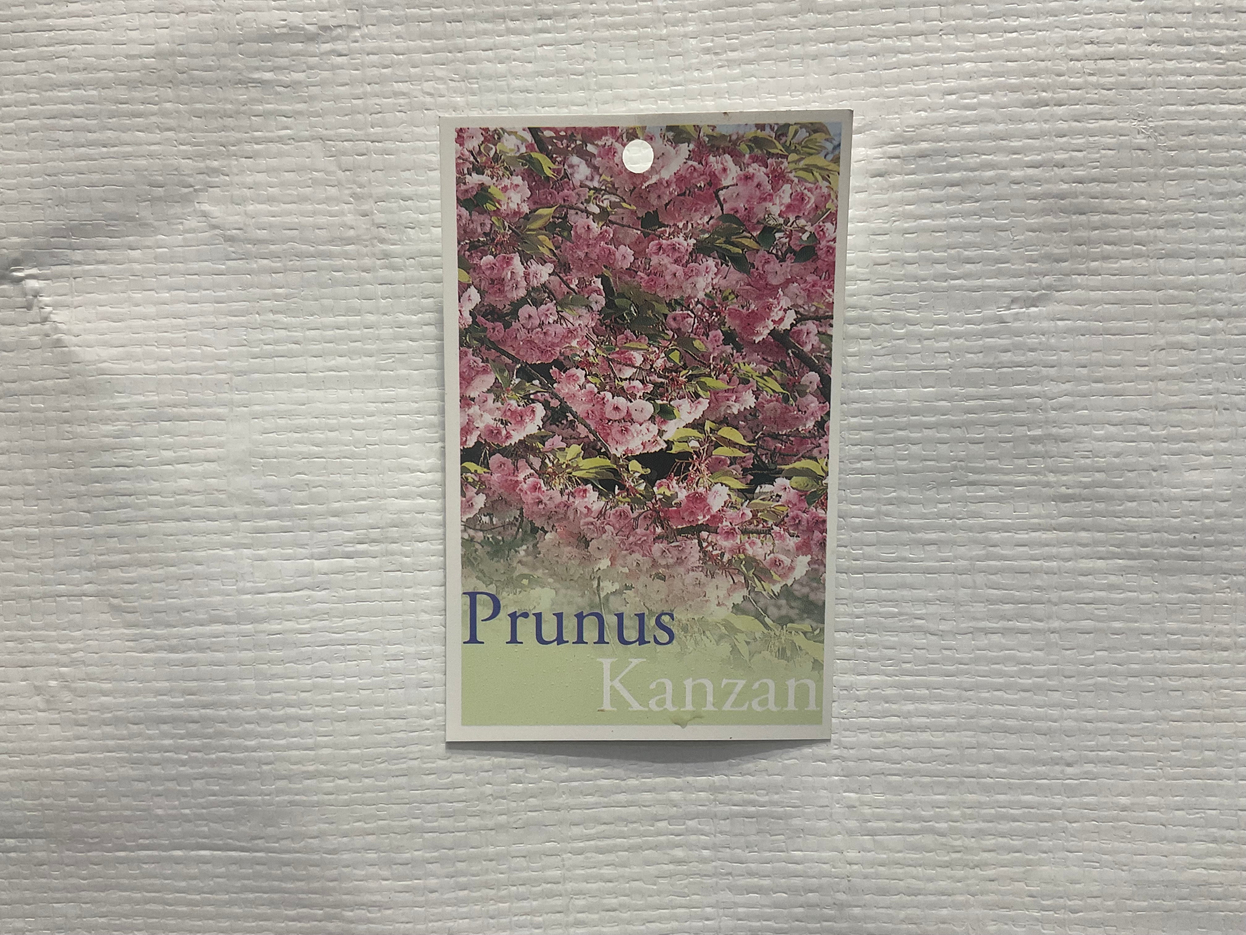 Kanzan Flowering Cherry | Formosa Gardens Nursery, Ballarat
