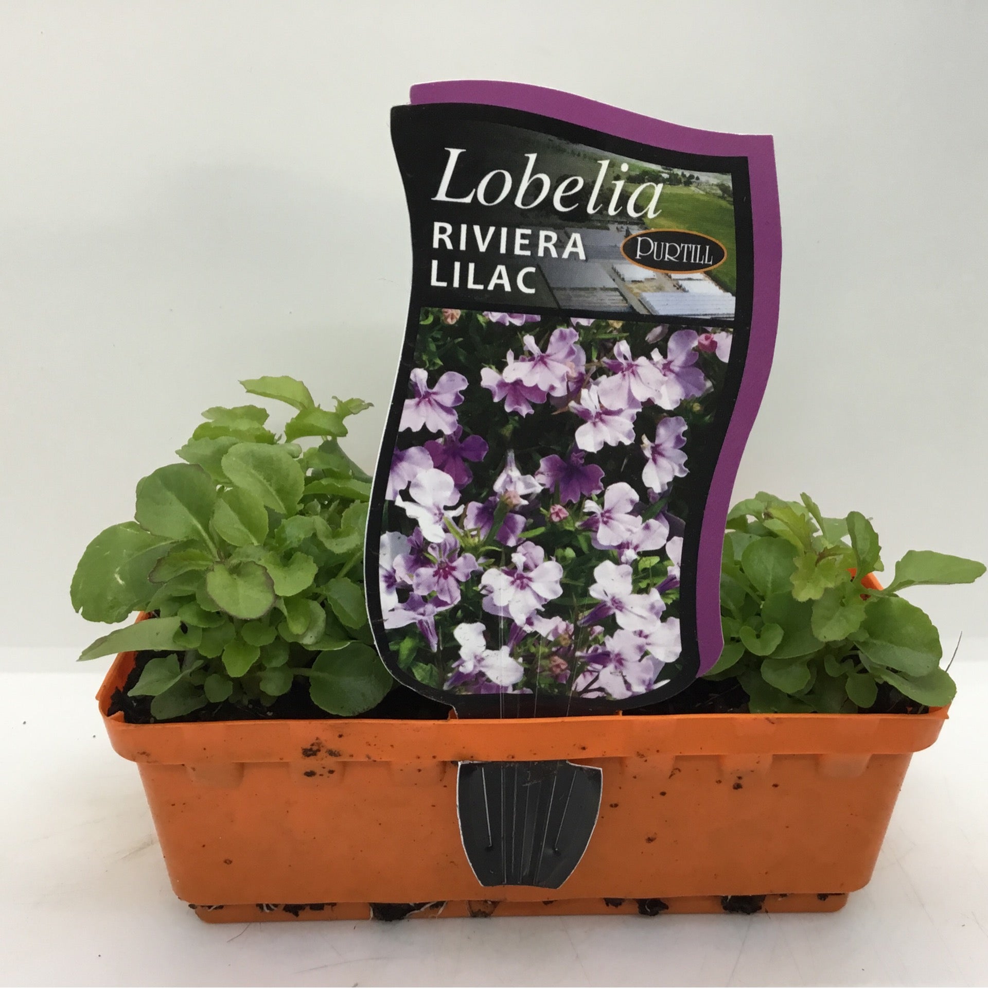 Lobelia riviera lilac | Formosa Gardens Nursery, Ballarat