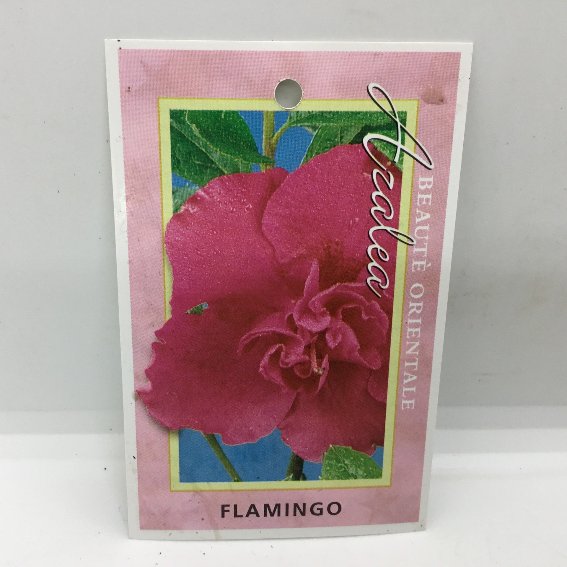 Azalea flamingo 170mm | Formosa Gardens Nursery, Ballarat