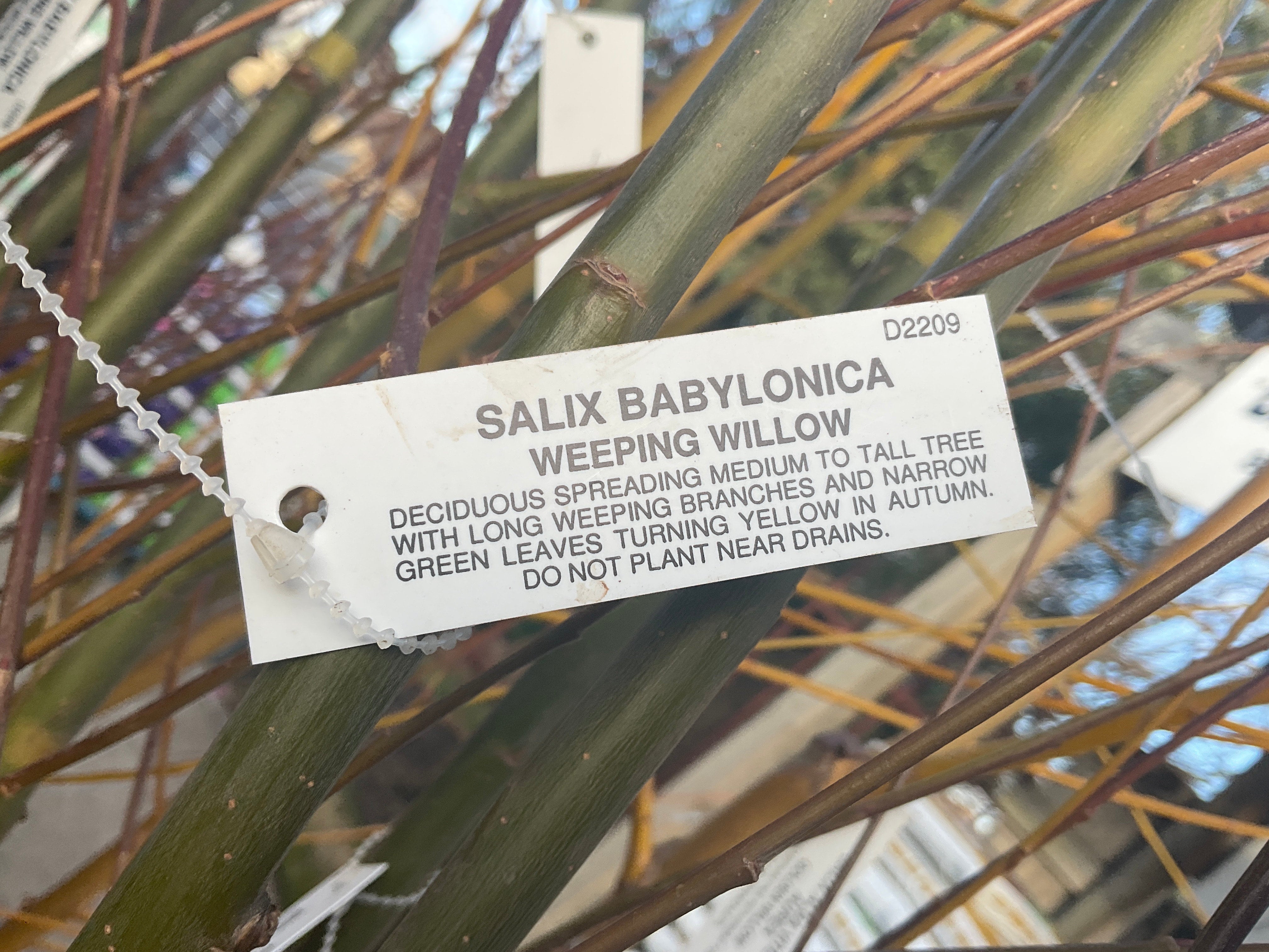 Willow Weeping Green | Formosa Gardens Nursery, Ballarat