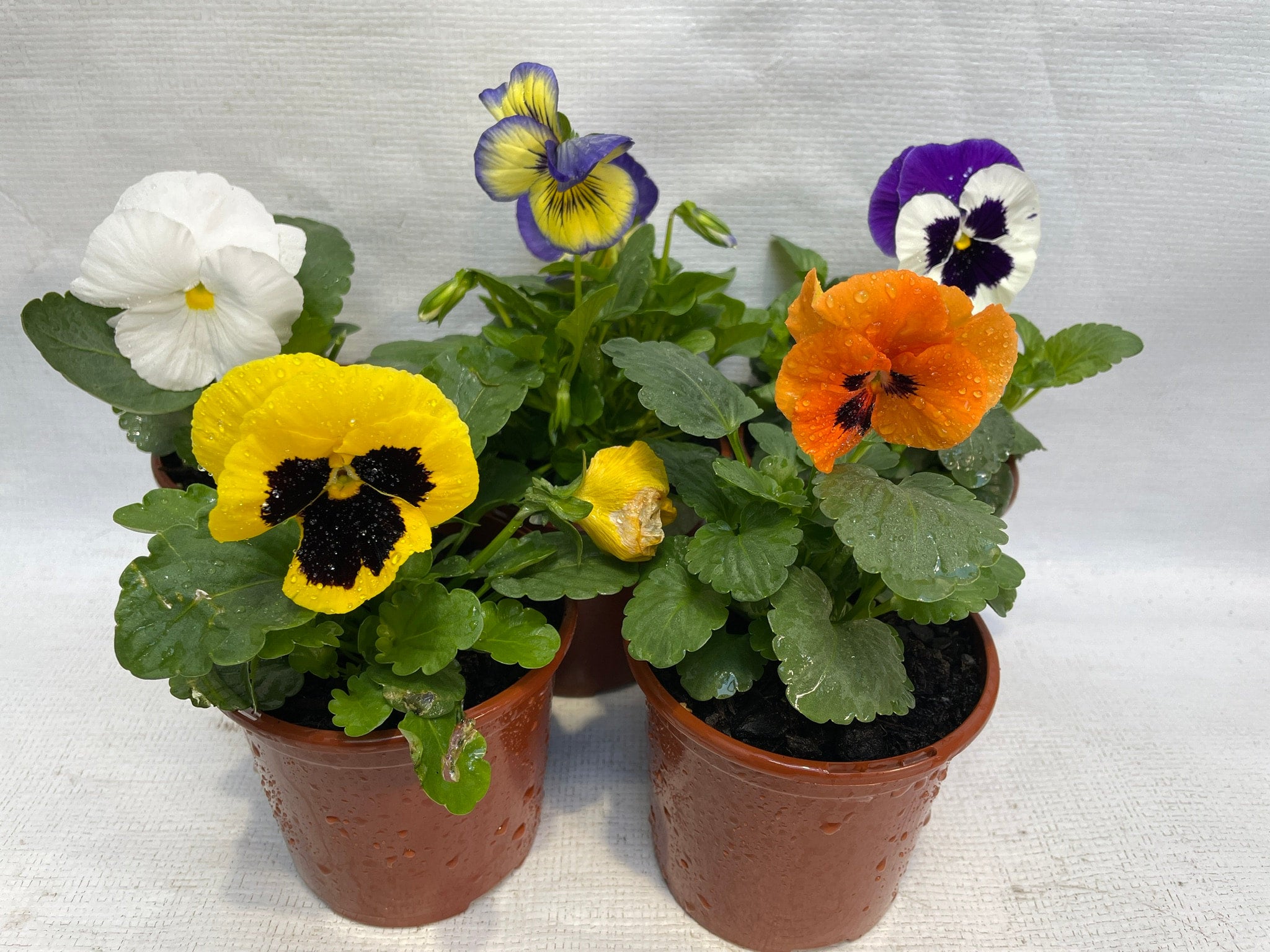 Pansy Mixed 5 potted Colour | Formosa Gardens Nursery, Ballarat