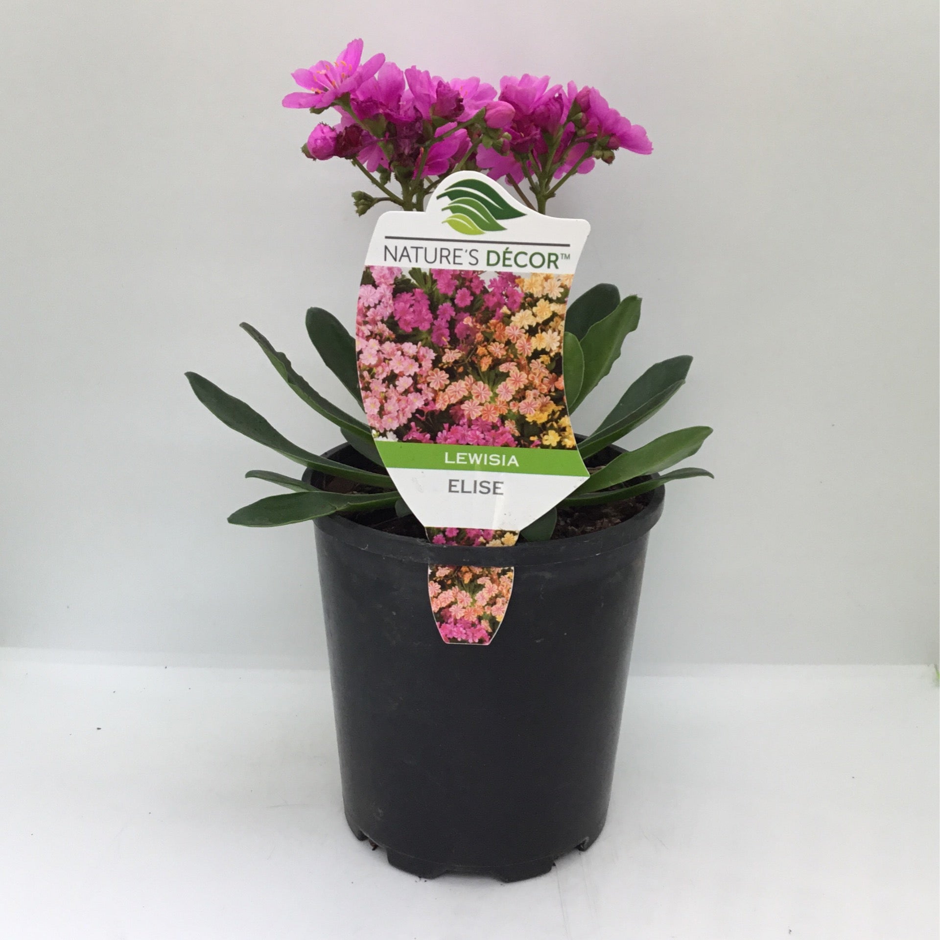 Lewisia hot pink | Formosa Gardens Nursery, Ballarat