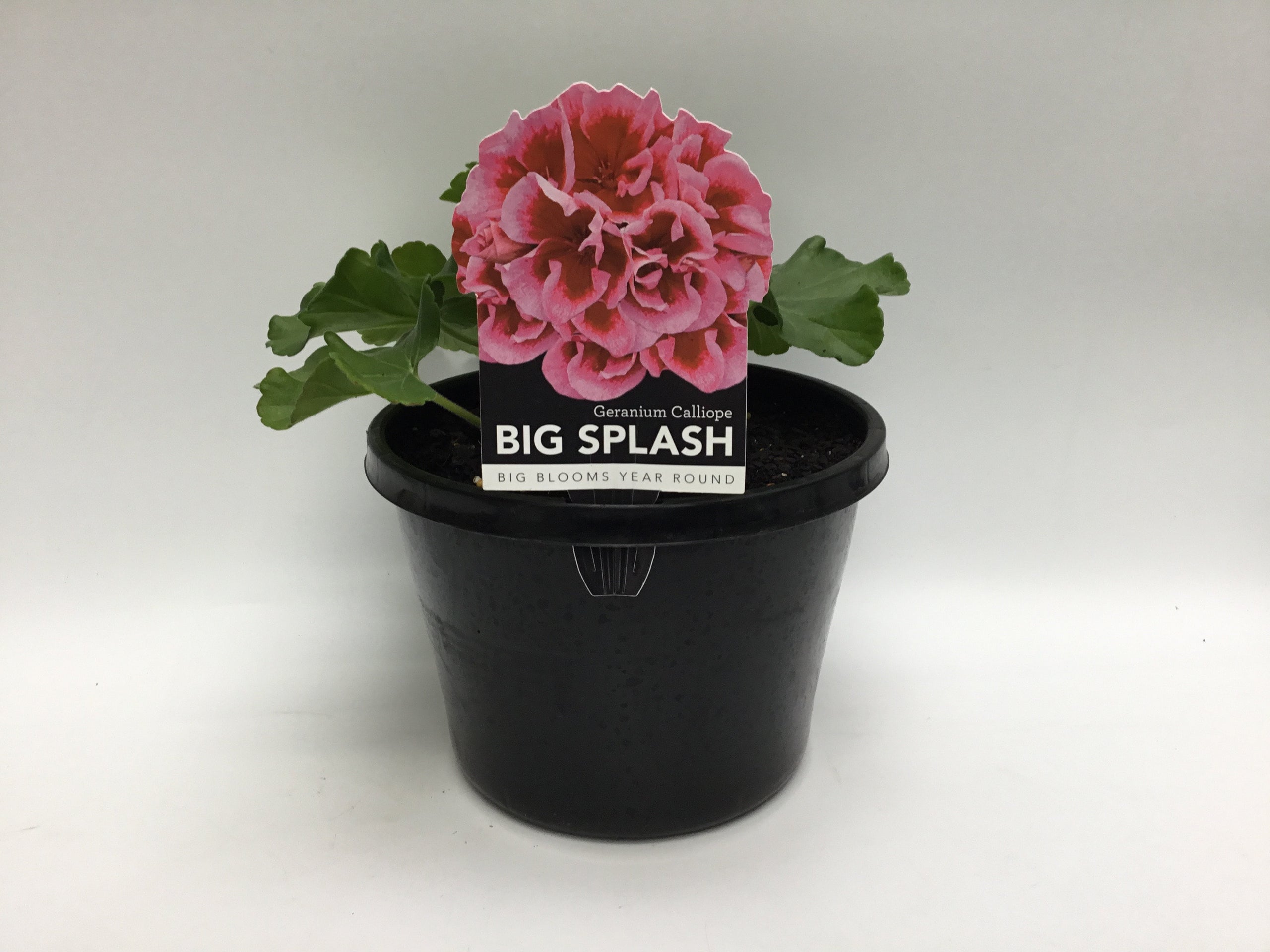 Geranium big splash | Formosa Gardens Nursery, Ballarat
