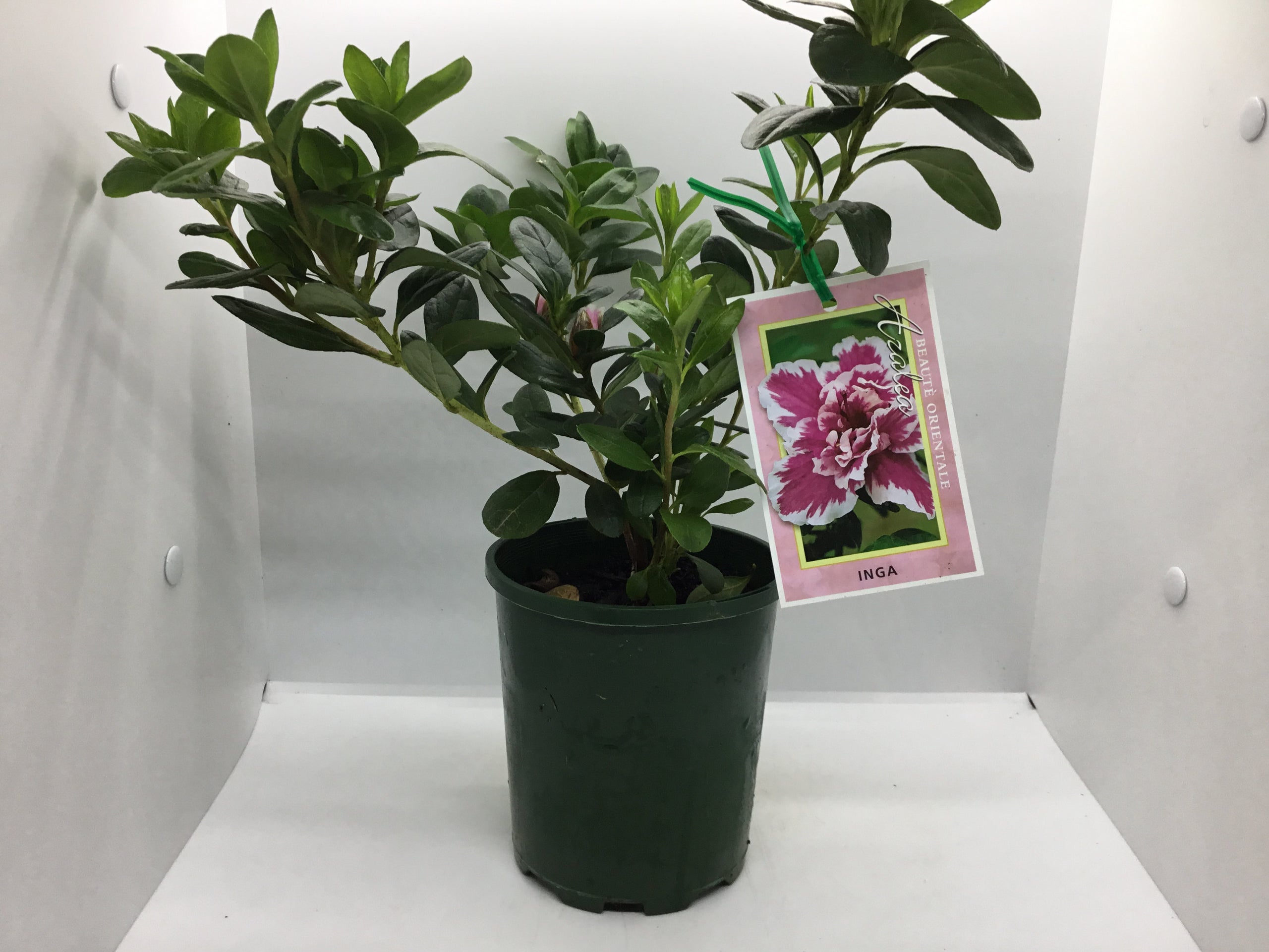 Azalea Inga | Formosa Gardens Nursery, Ballarat