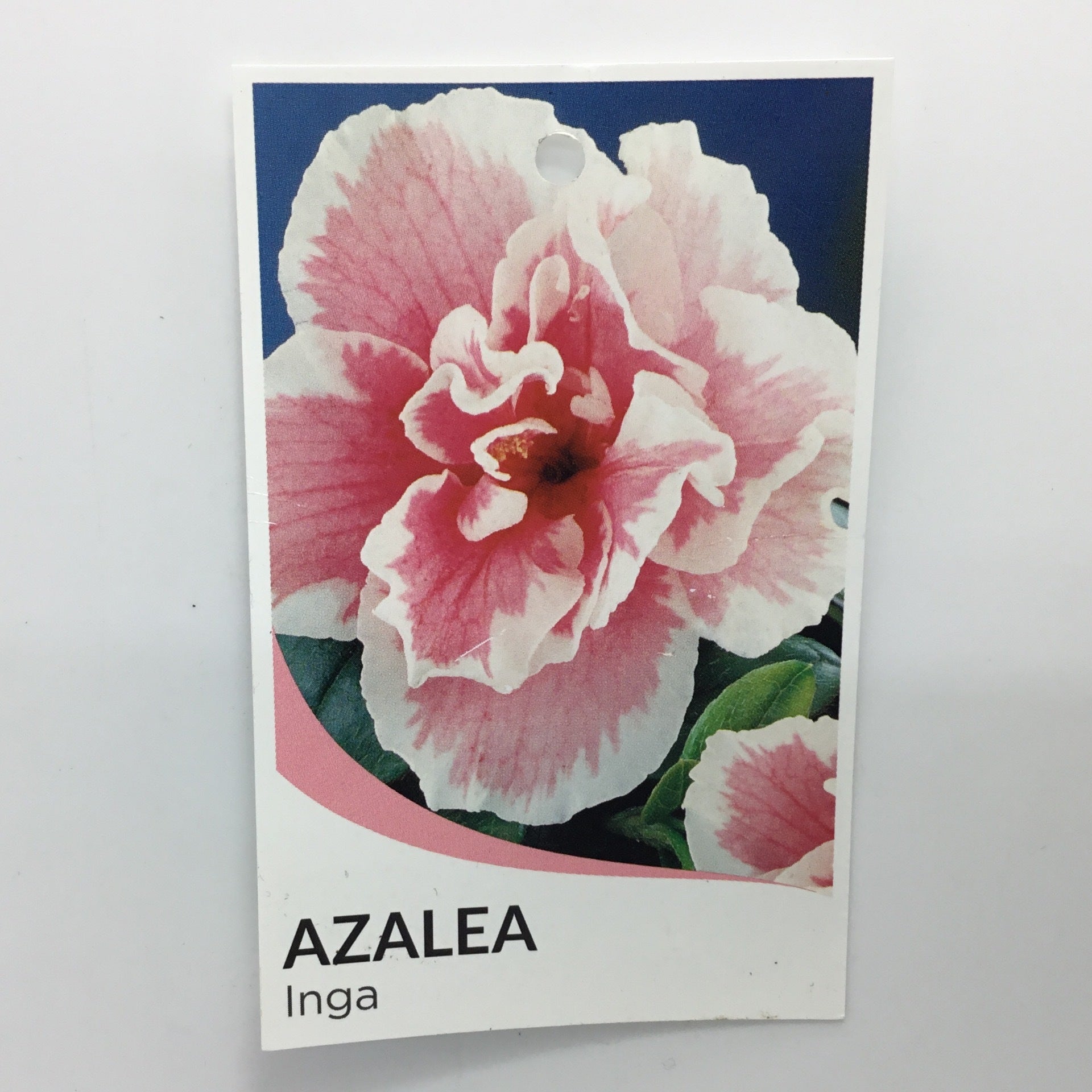 Azalea Inga | Formosa Gardens Nursery, Ballarat