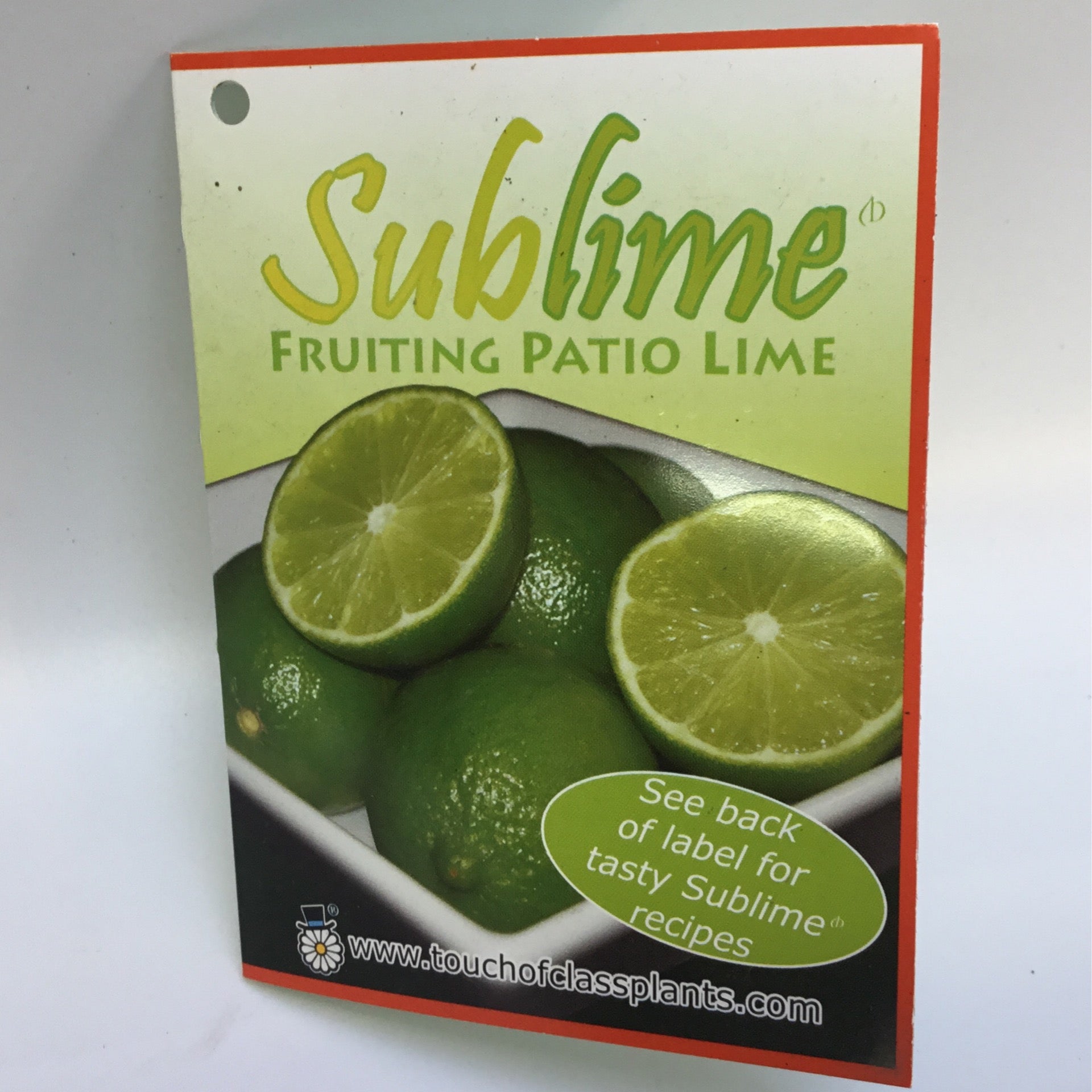 Lime Sublime Patio | Formosa Gardens Nursery, Ballarat