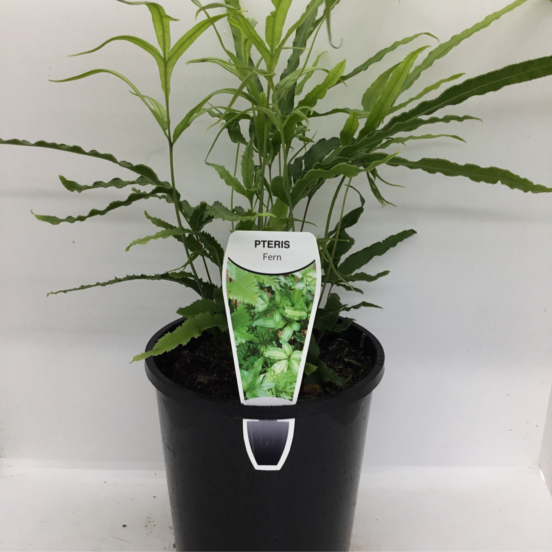 Fern brake pteris | Formosa Gardens Nursery, Ballarat