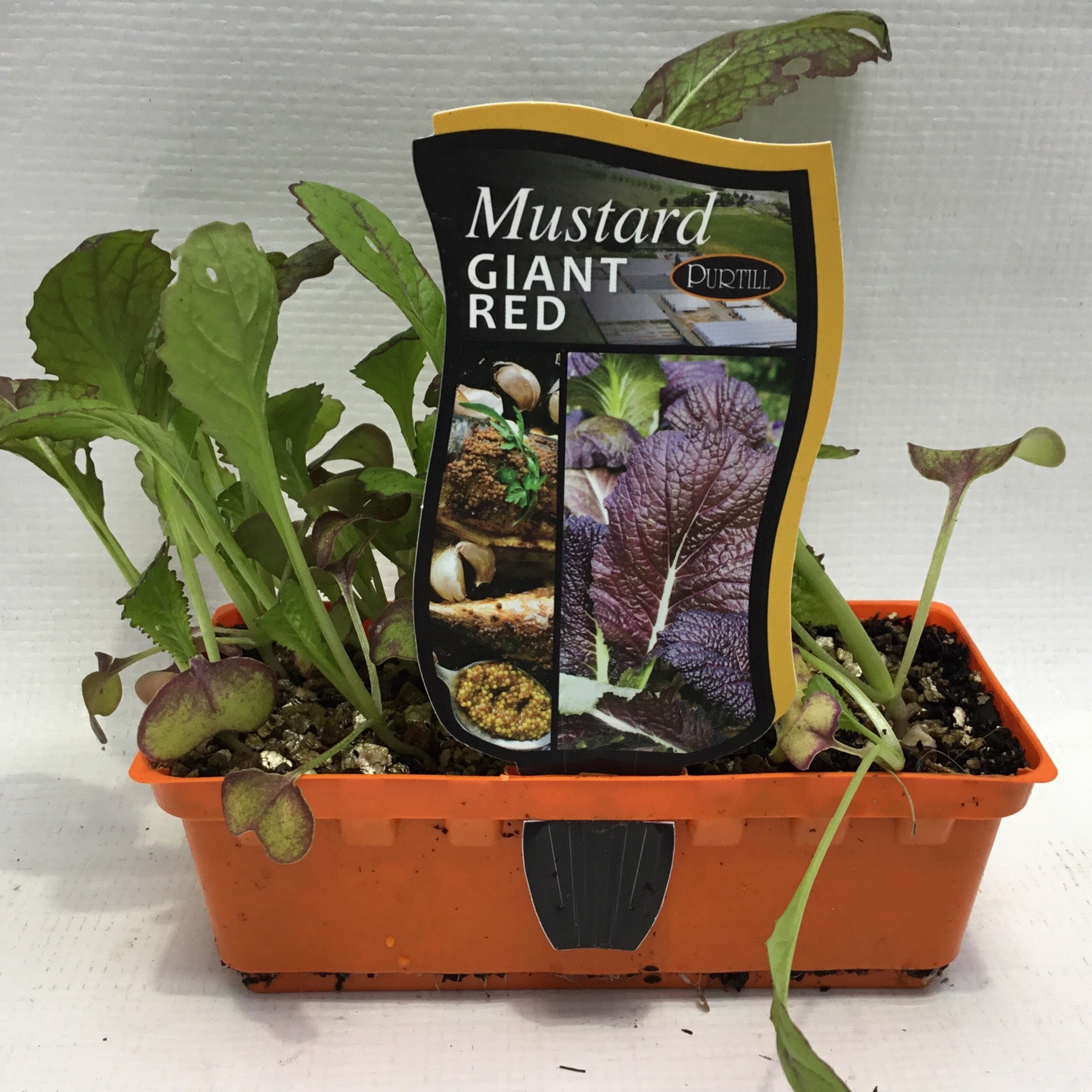 Mustard giant red punnet | Formosa Gardens Nursery, Ballarat