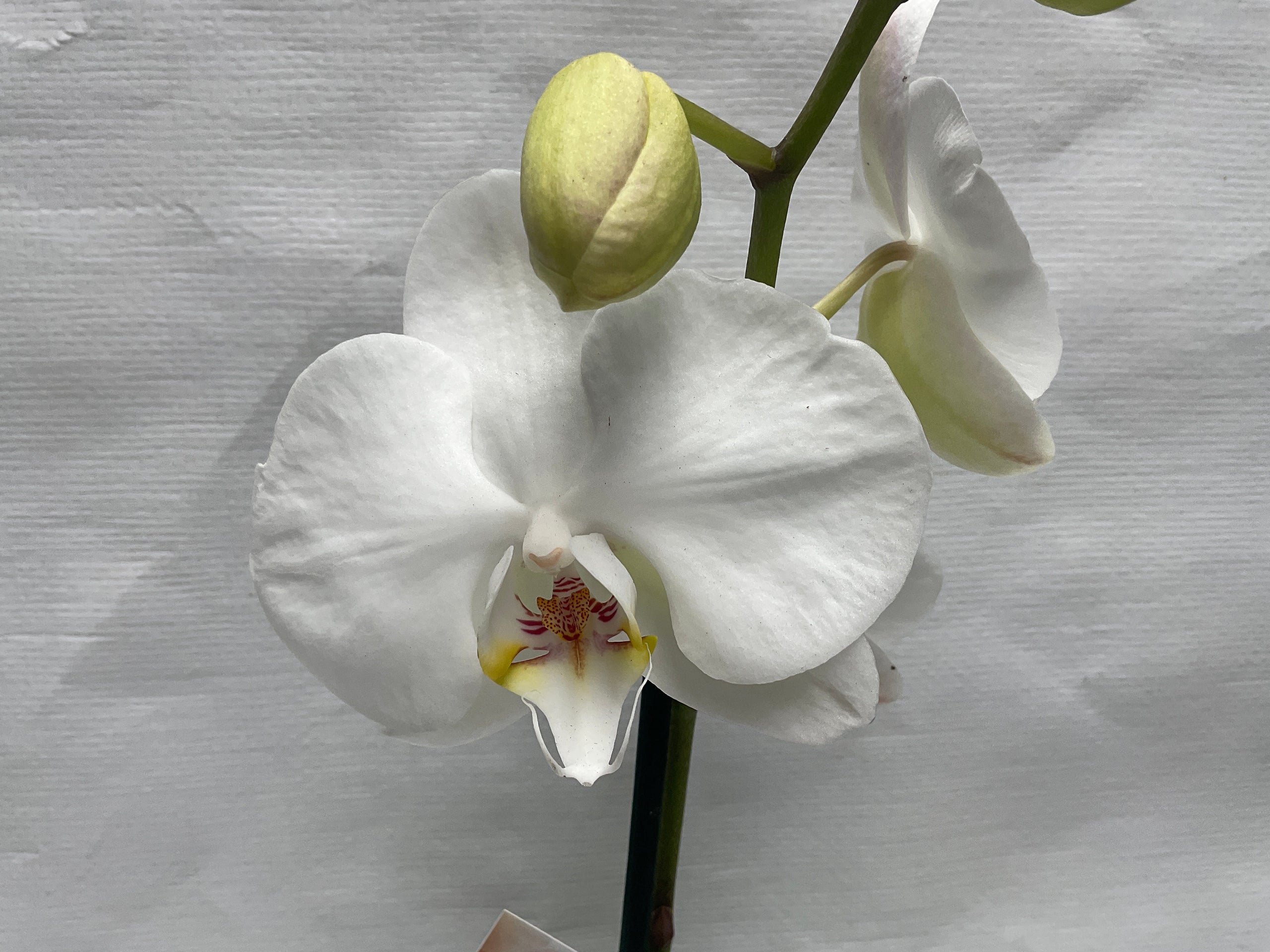 Orchid phalaenopsis white | Formosa Gardens Nursery, Ballarat
