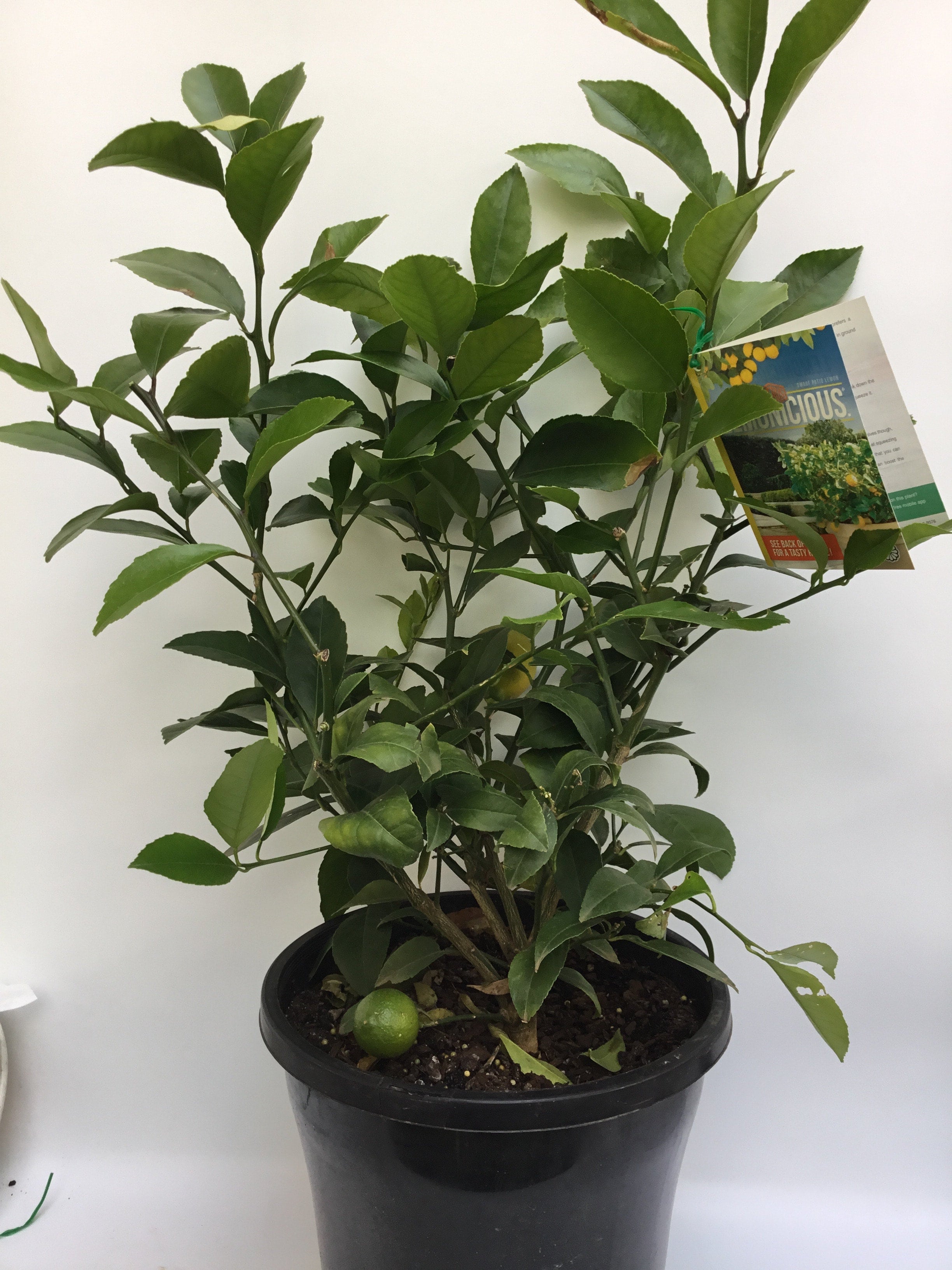 Lemonicious dwarf meyer 250mm pot | Formosa Gardens Nursery, Ballarat