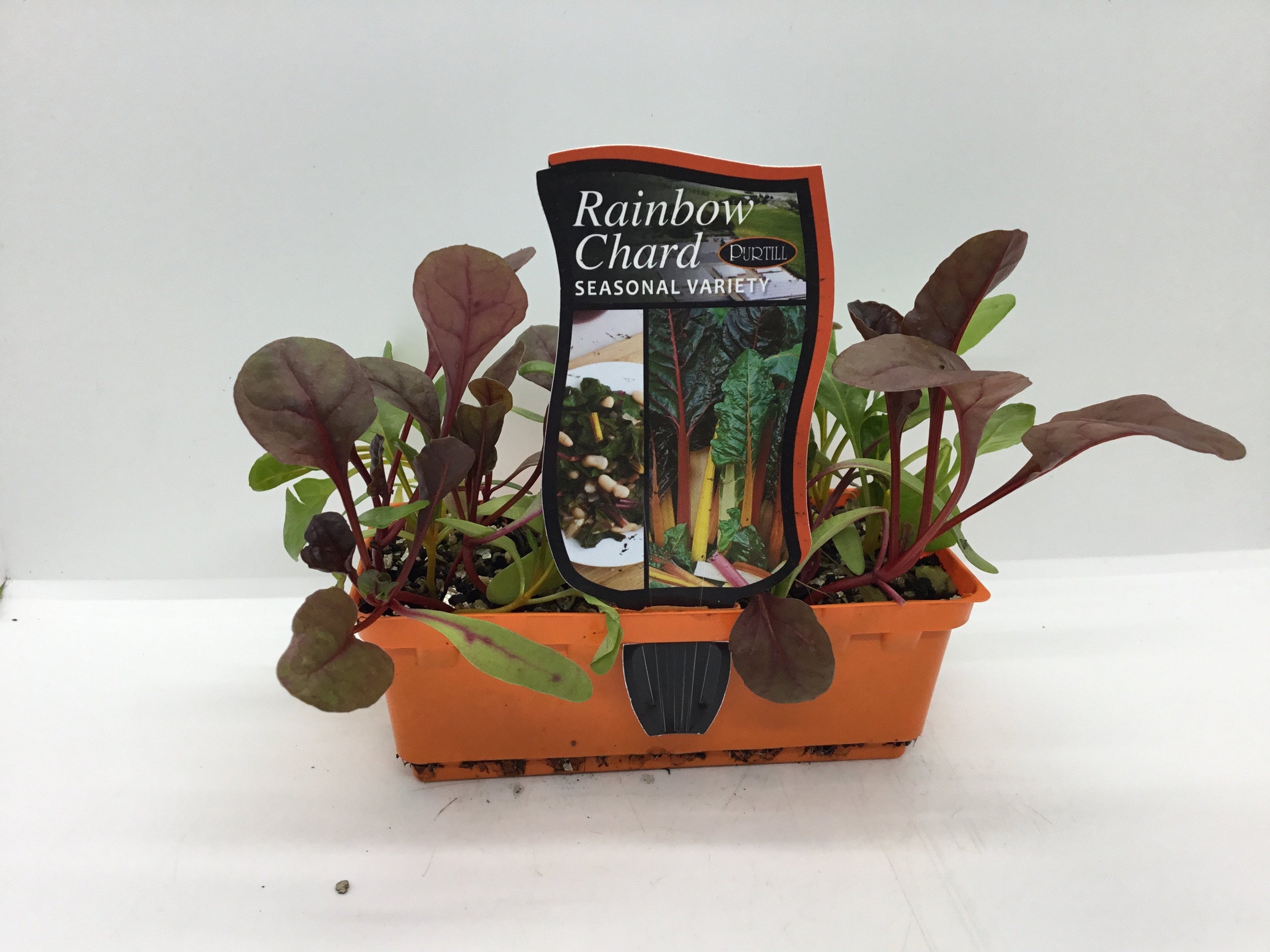 Silverbeet Rainbow Chard | Formosa Gardens Nursery, Ballarat