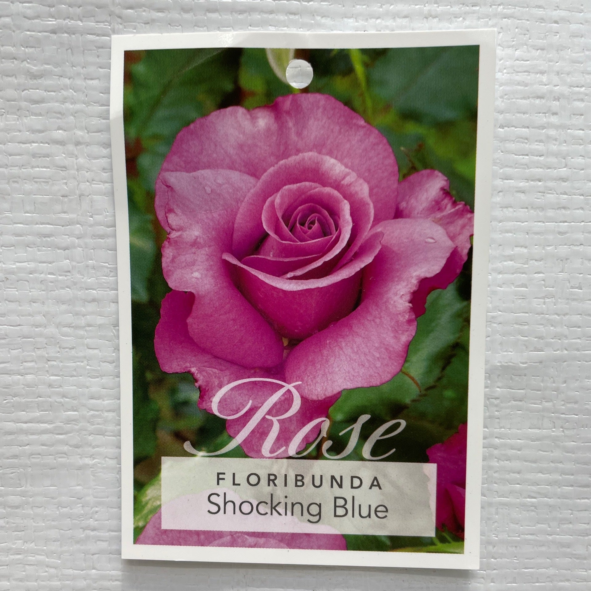 Shocking Blue Bush Rose | Formosa Gardens Nursery, Ballarat