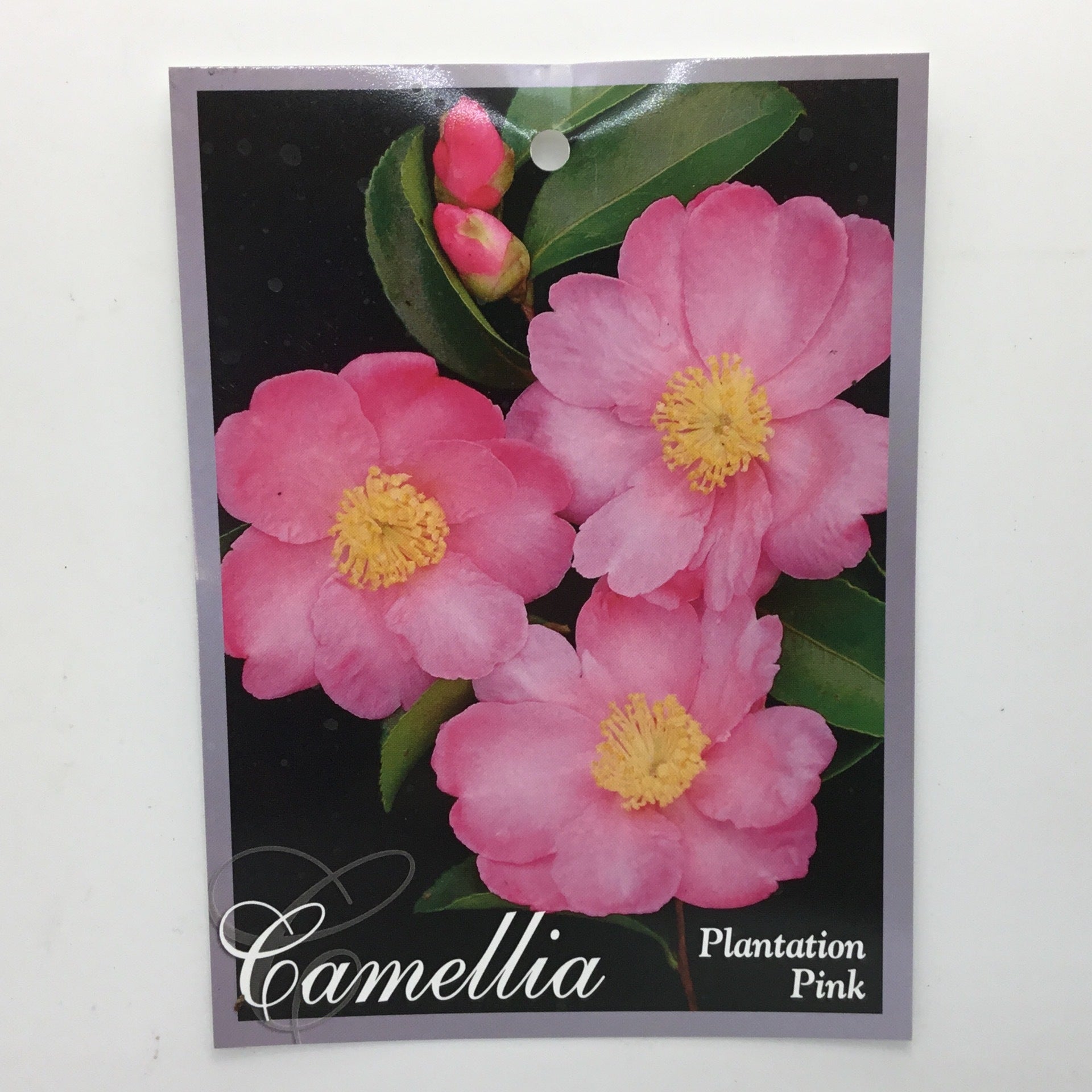 Camellia plantation pink | Formosa Gardens Nursery, Ballarat