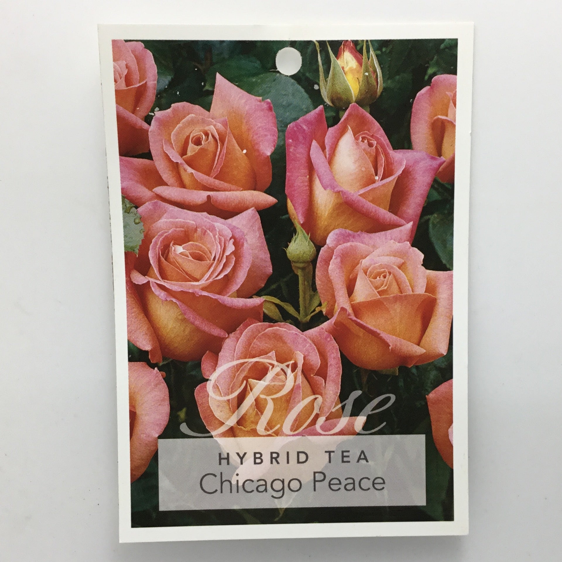 Chicago Peace Bush Rose | Formosa Gardens Nursery, Ballarat