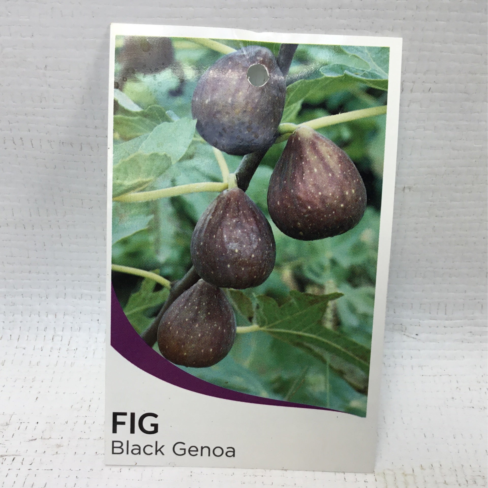 Fig black genoa | Formosa Gardens Nursery, Ballarat