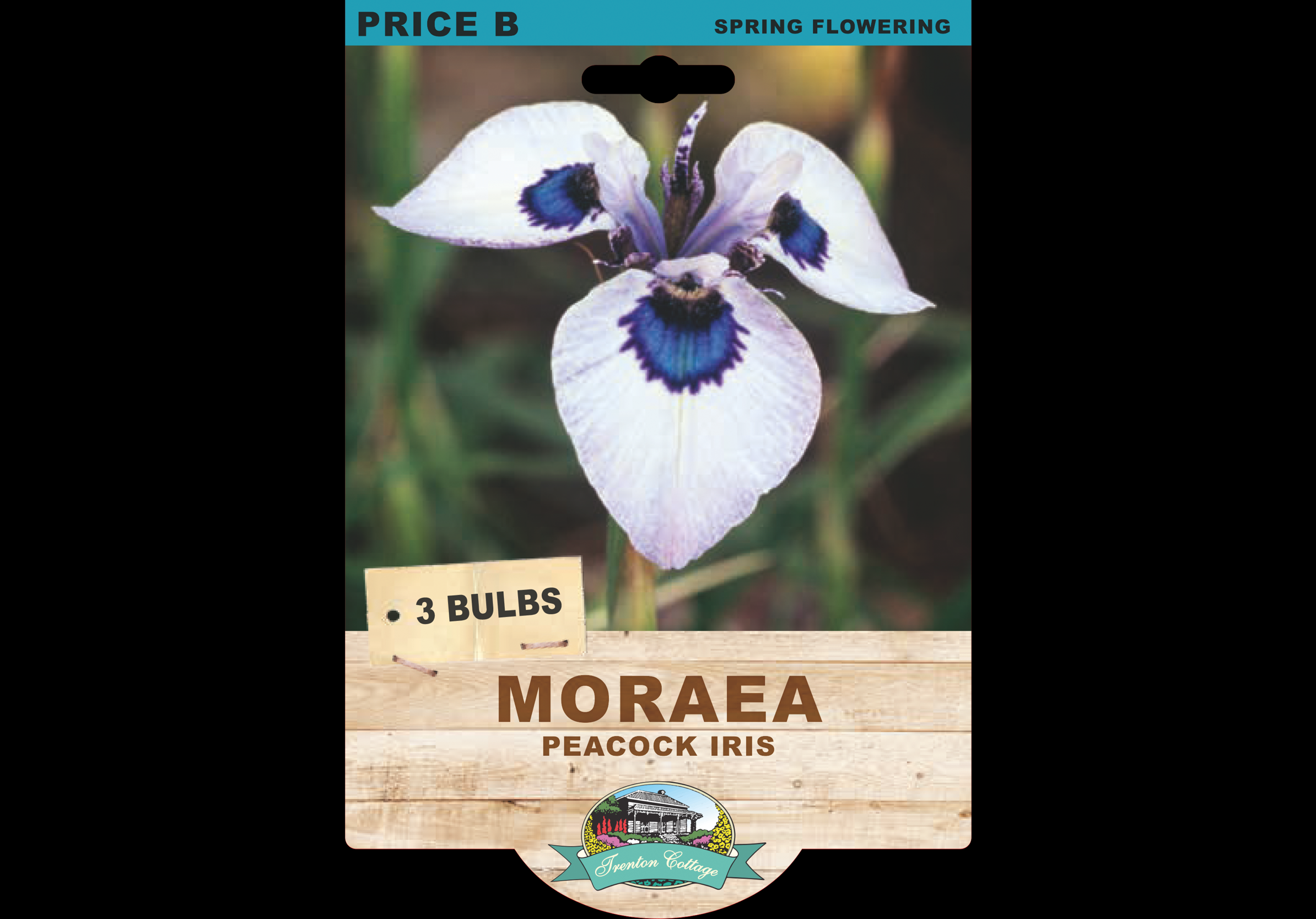 Iris peacock moraea 3 bulb pk | Formosa Gardens Nursery, Ballarat