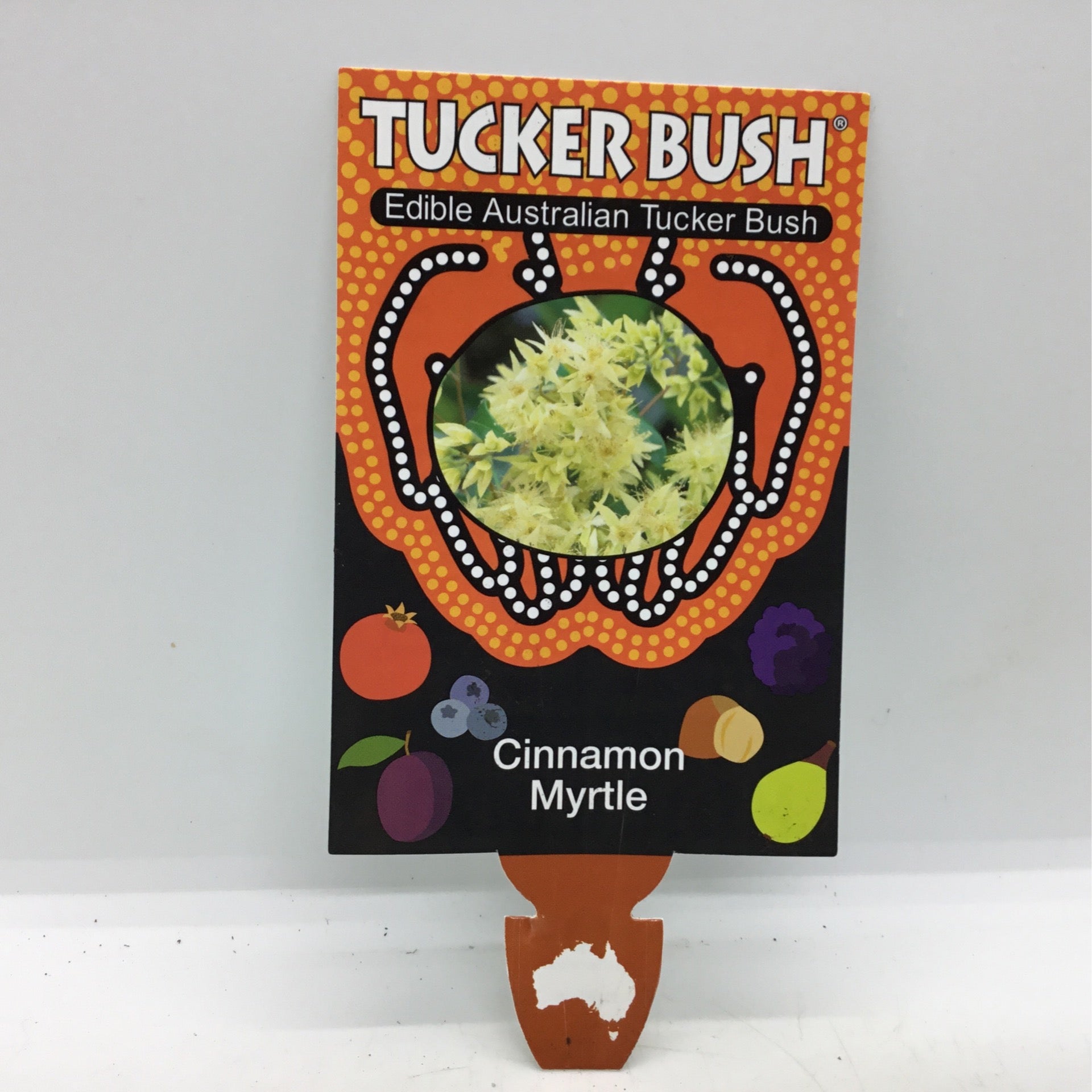 Bush tucker cinnamon myrtle | Formosa Gardens Nursery, Ballarat