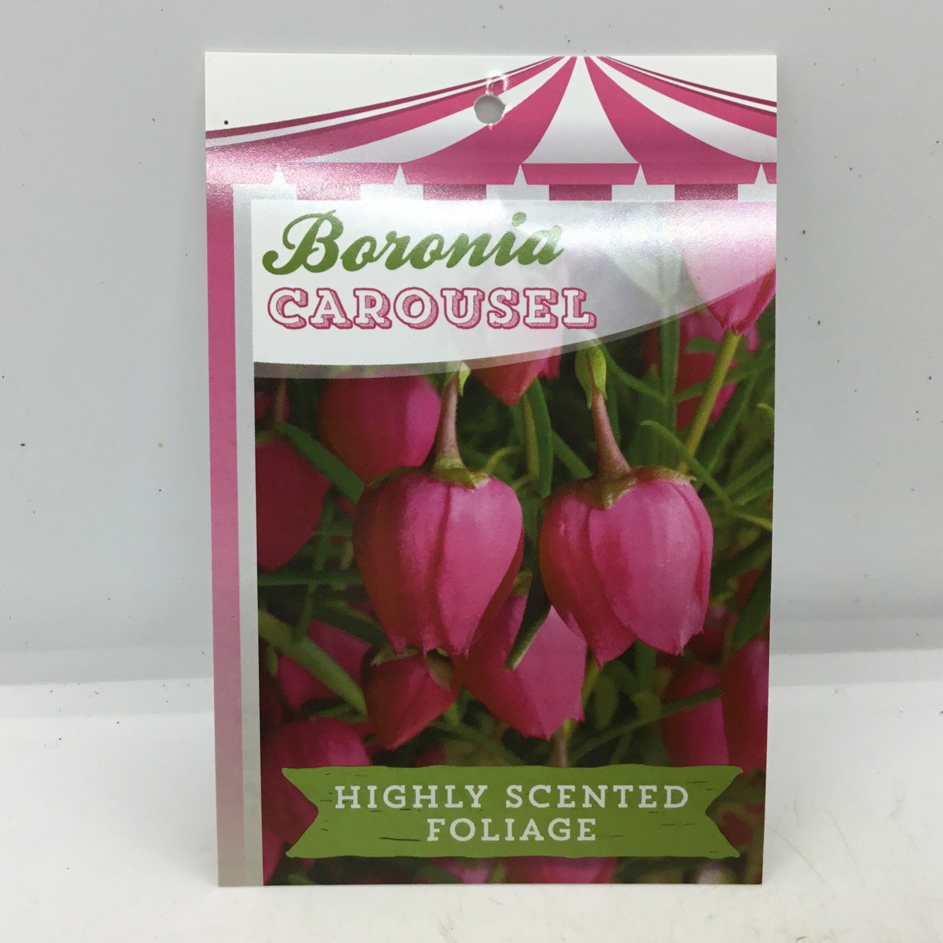 Boronia carousel | Formosa Gardens Nursery, Ballarat