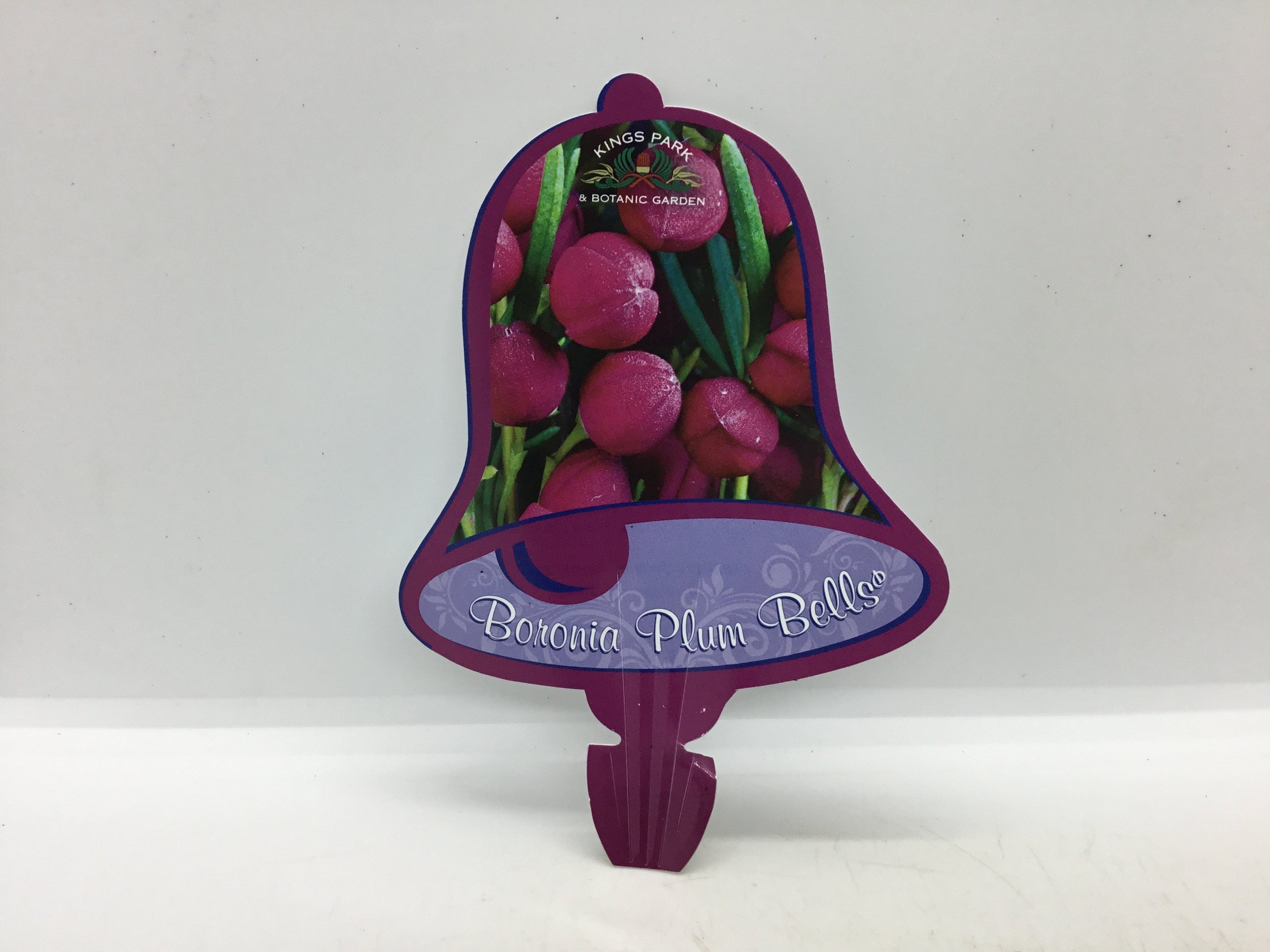 Boronia plum bells | Formosa Gardens Nursery, Ballarat