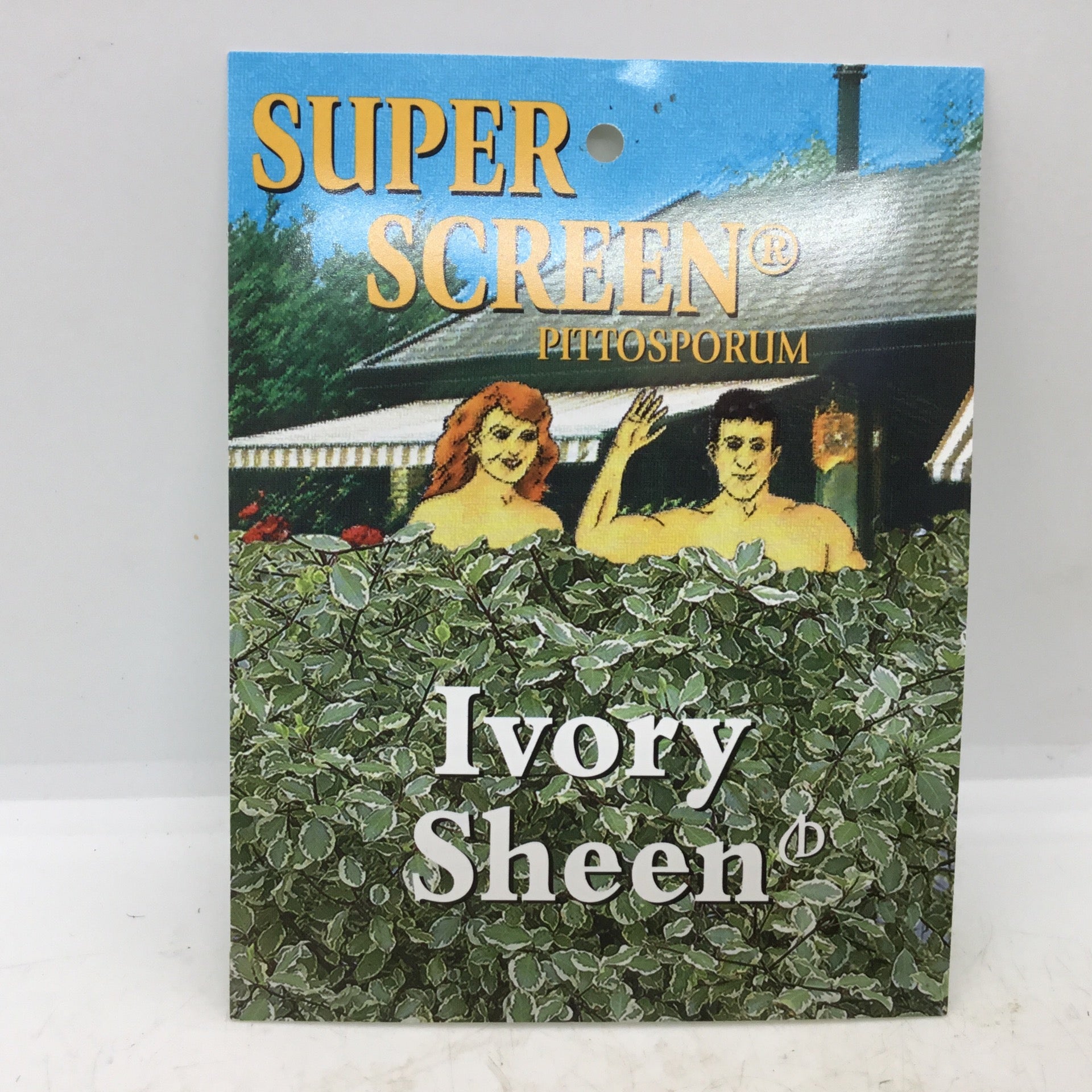 Pittosporum Ivory Sheen Super Screen | Formosa Gardens Nursery, Ballarat
