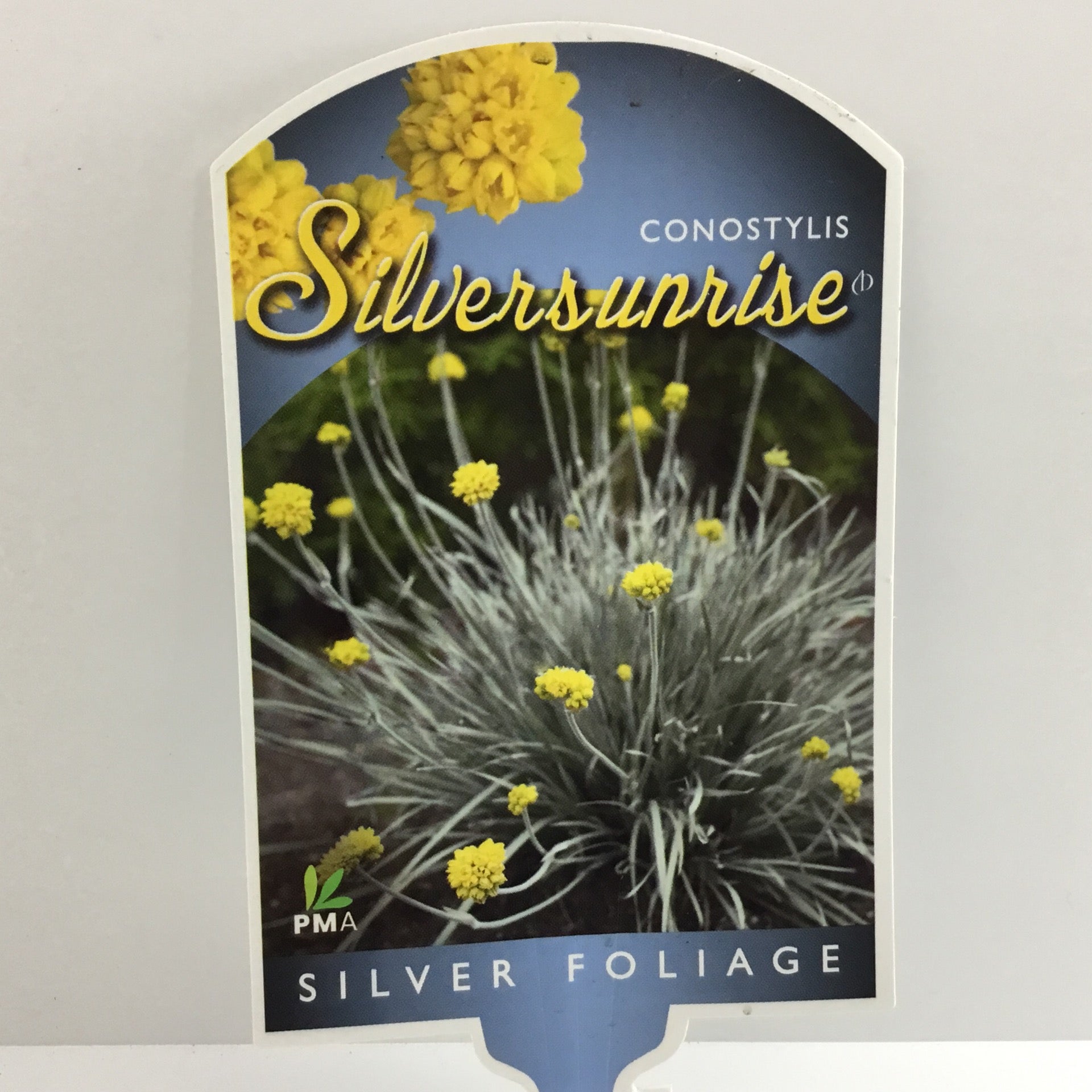 Conostylis silver sunrise | Formosa Gardens Nursery, Ballarat