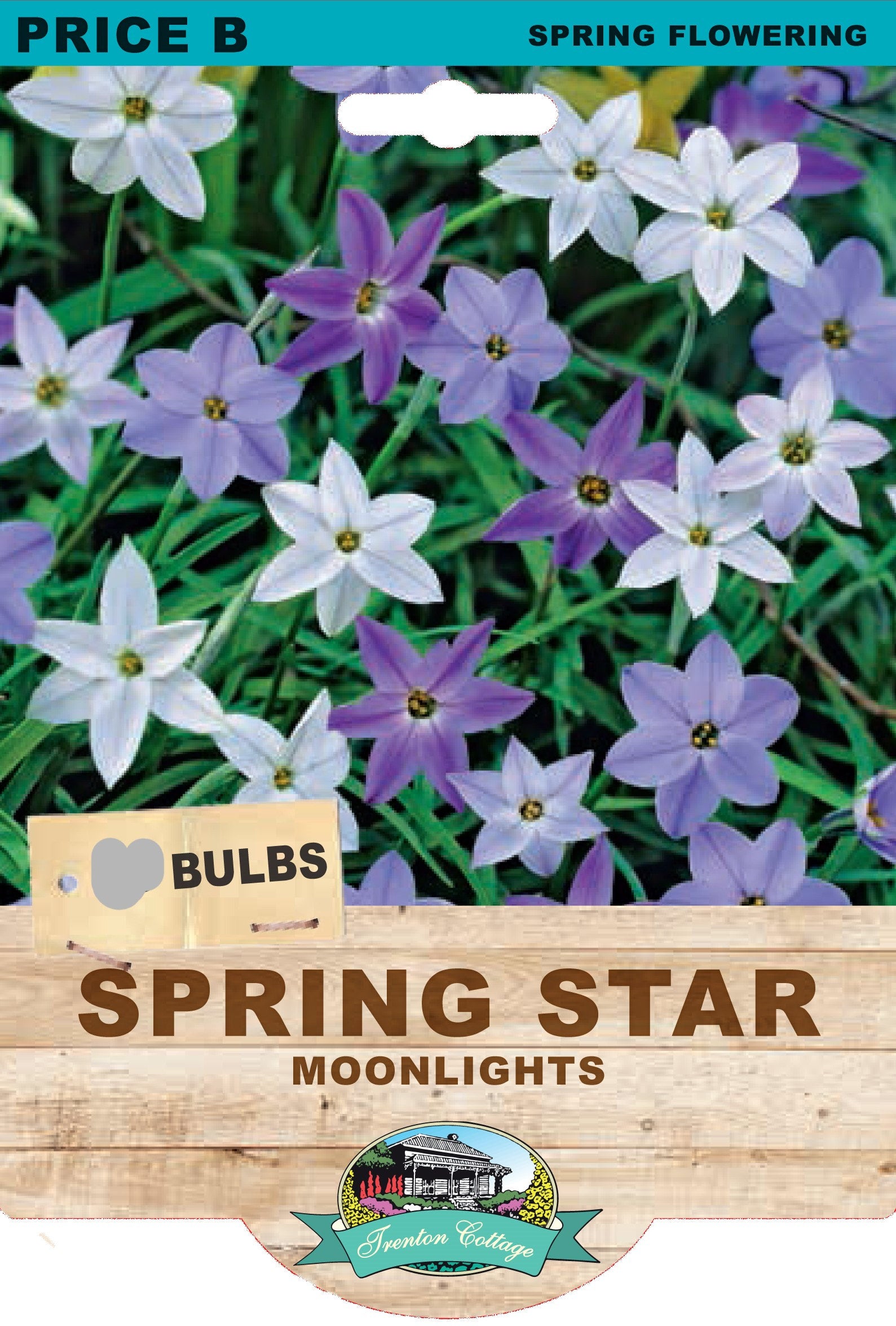 Spring stars moonlights 15pk | Formosa Gardens Nursery, Ballarat