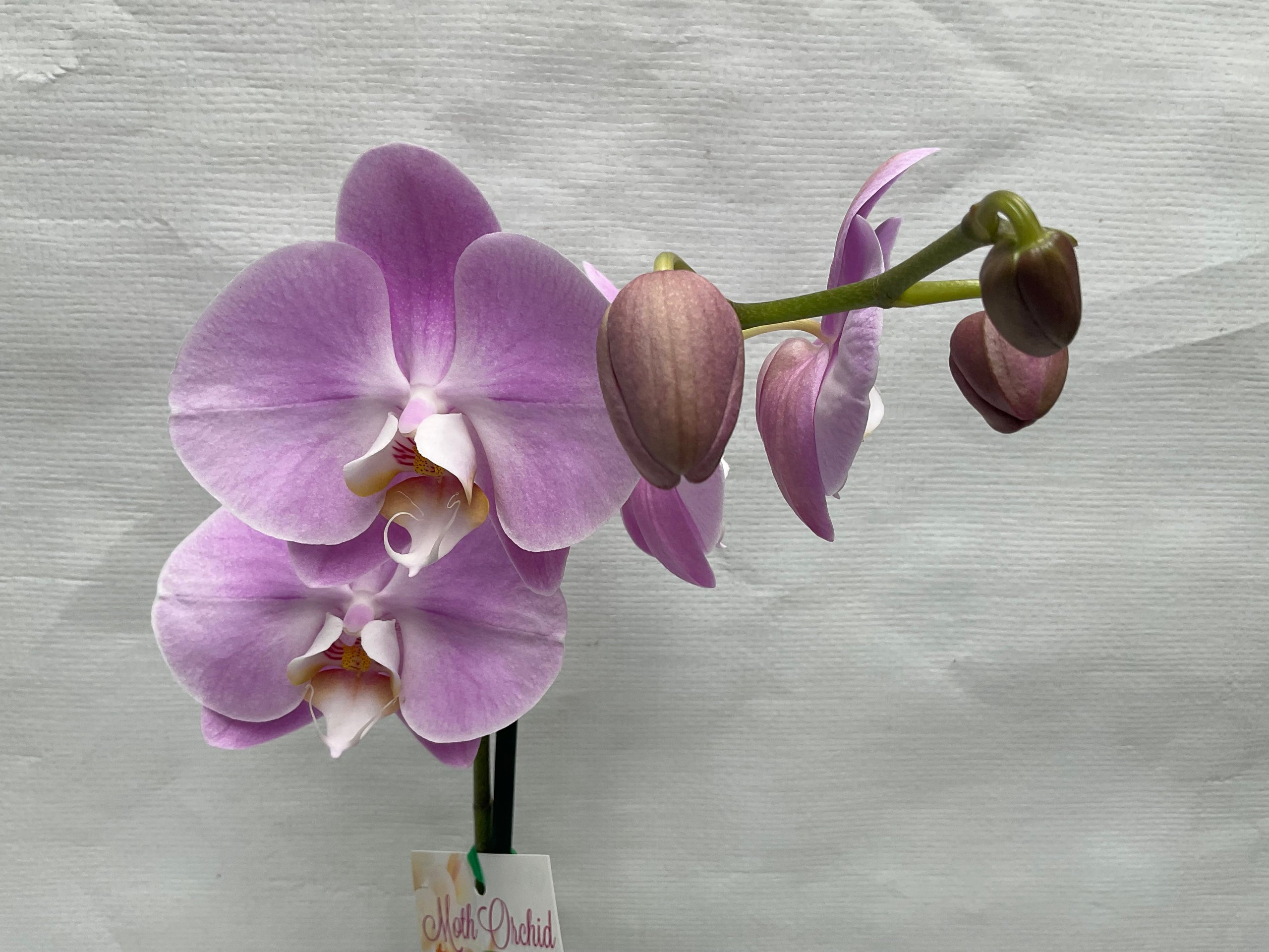Orchid phalaenopsis moth pale pink | Formosa Gardens Nursery, Ballarat