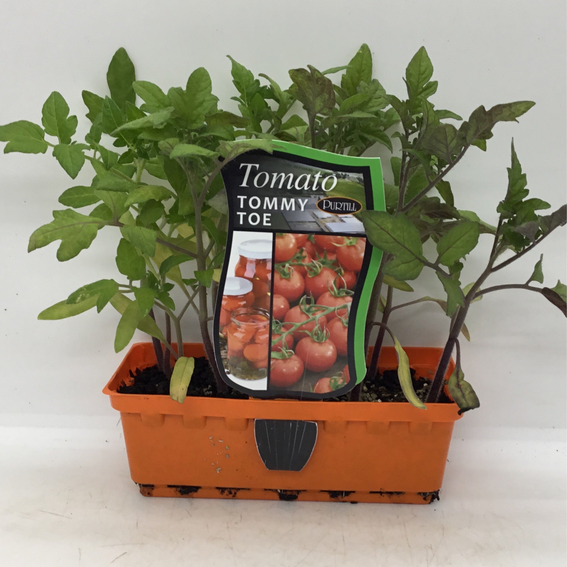 Tomato tommy toe punnet | Formosa Gardens Nursery, Ballarat