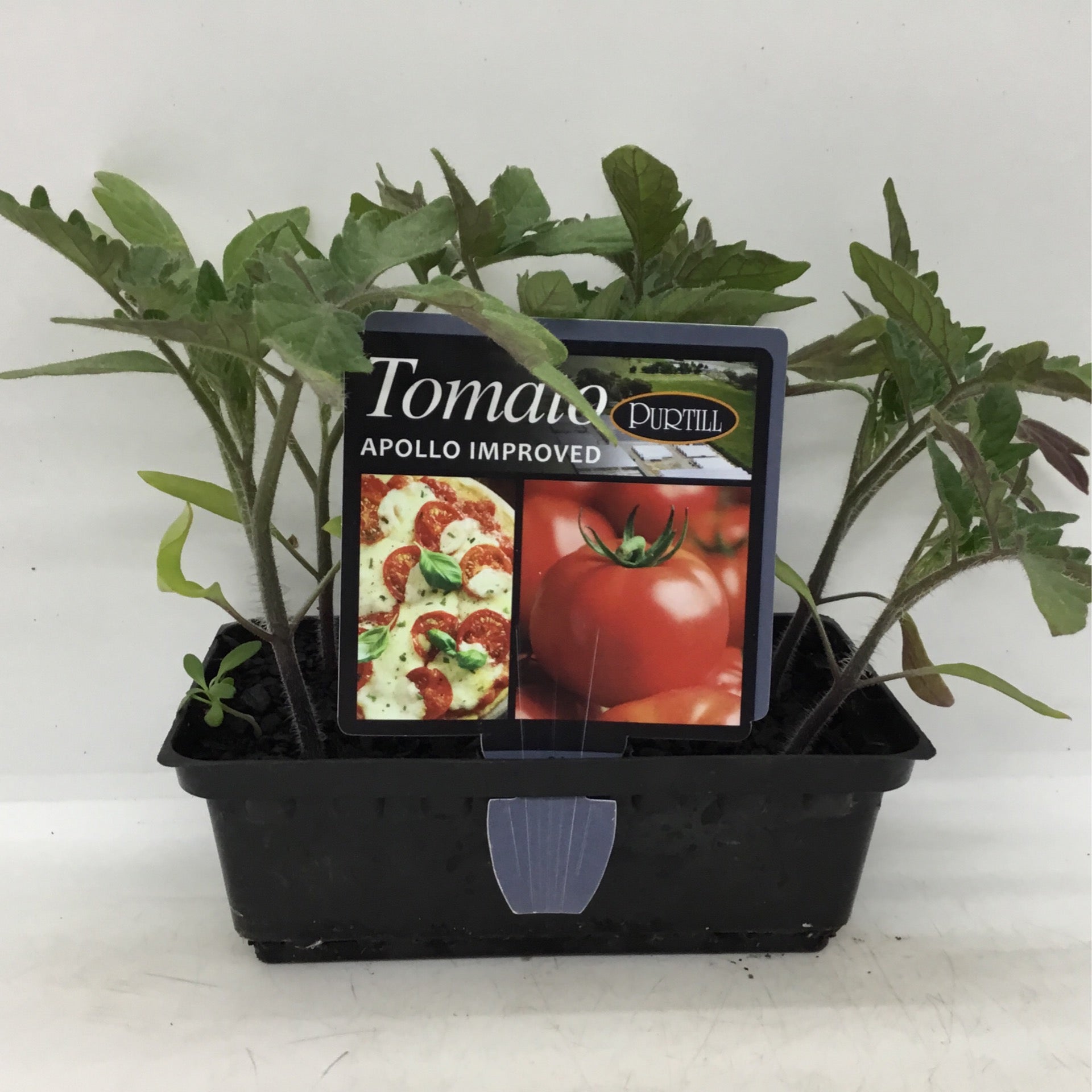 Tomato apollo improved punnet | Formosa Gardens Nursery, Ballarat