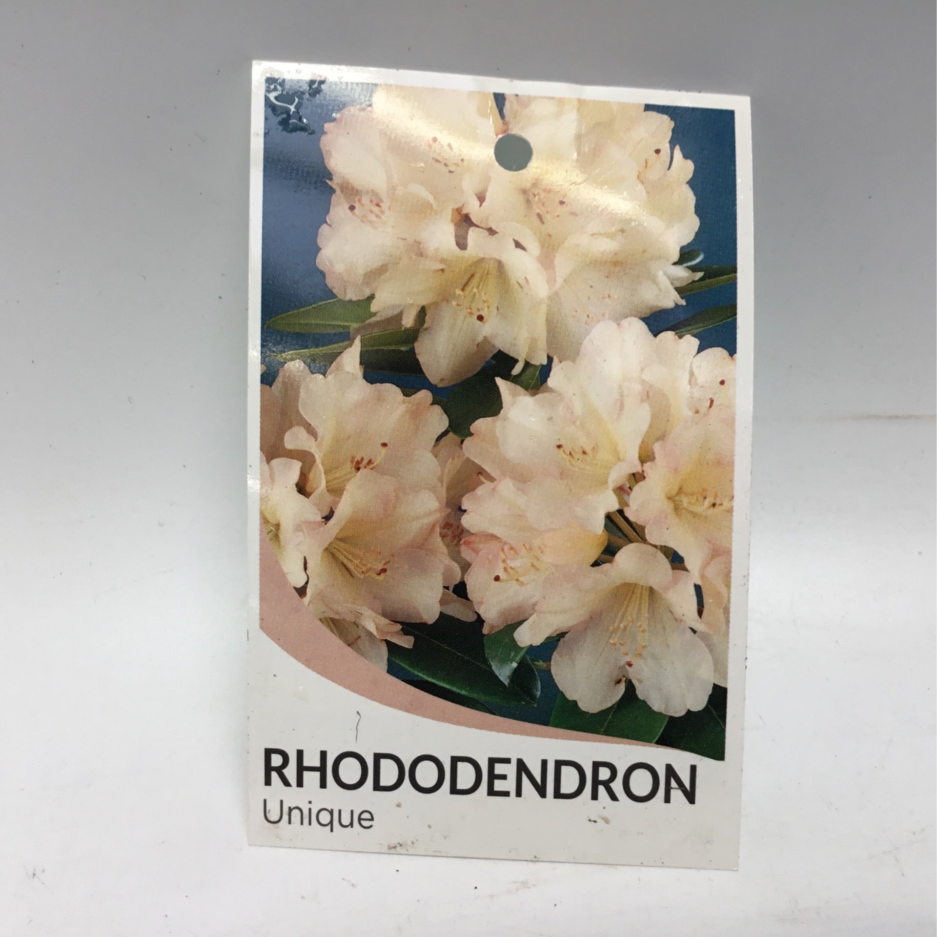 Unique Rhododendron | Formosa Gardens Nursery, Ballarat