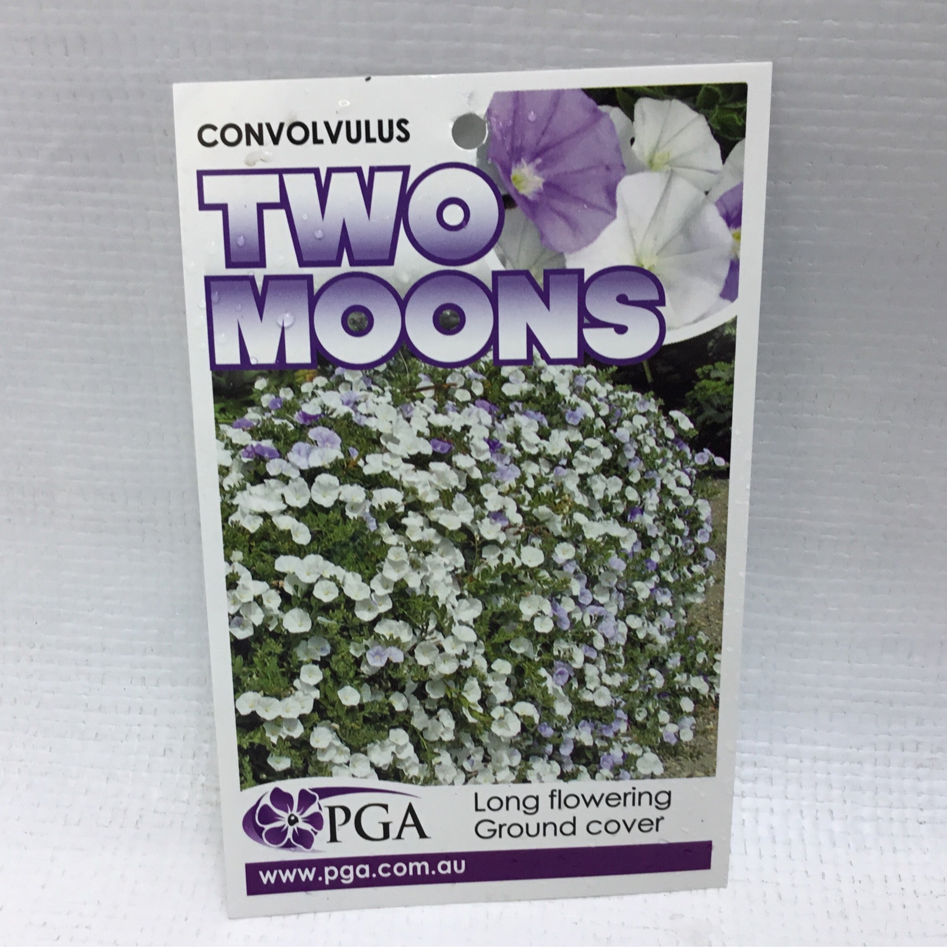 Convolvulus two moons | Formosa Gardens Nursery, Ballarat
