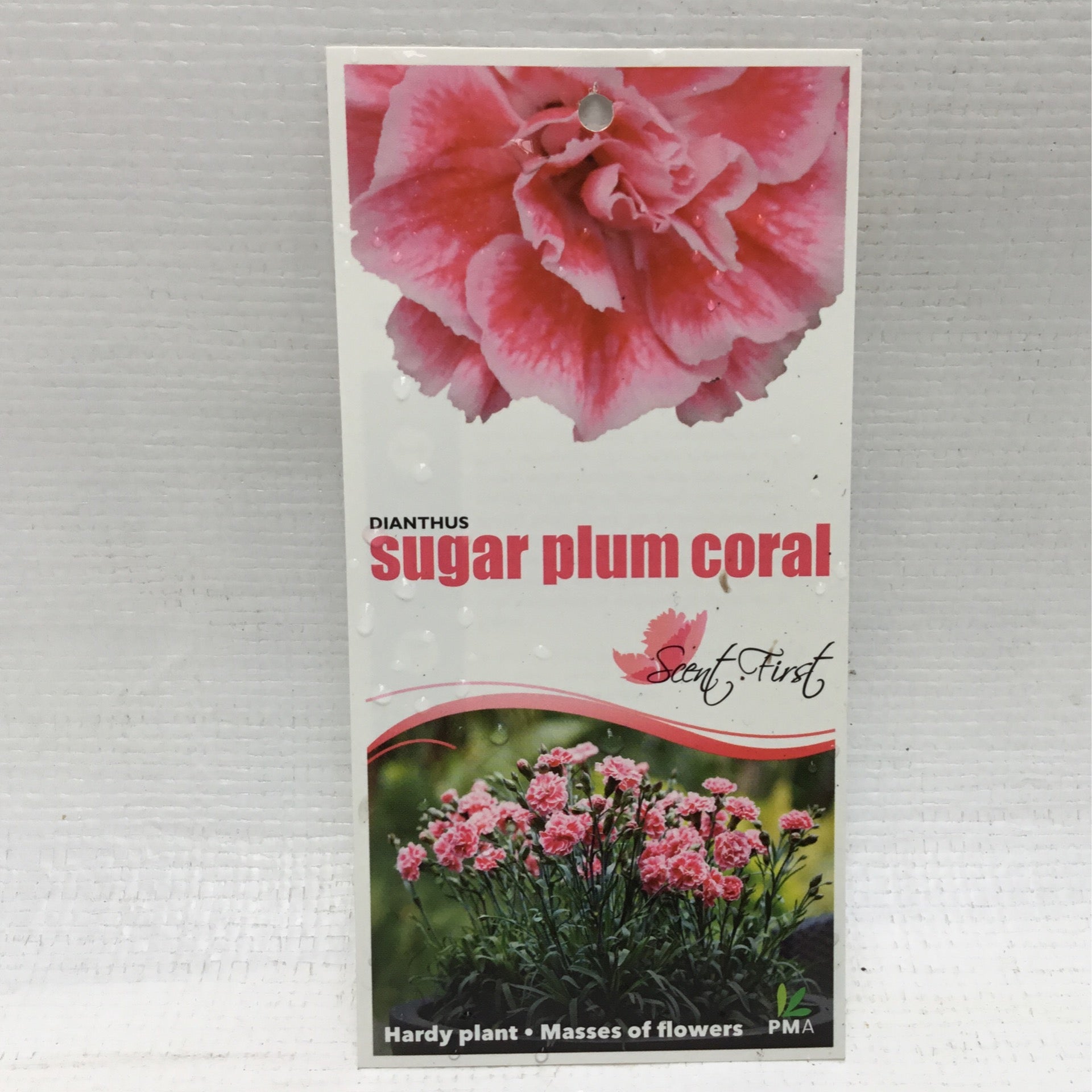 Dianthus sugar plum coral | Formosa Gardens Nursery, Ballarat