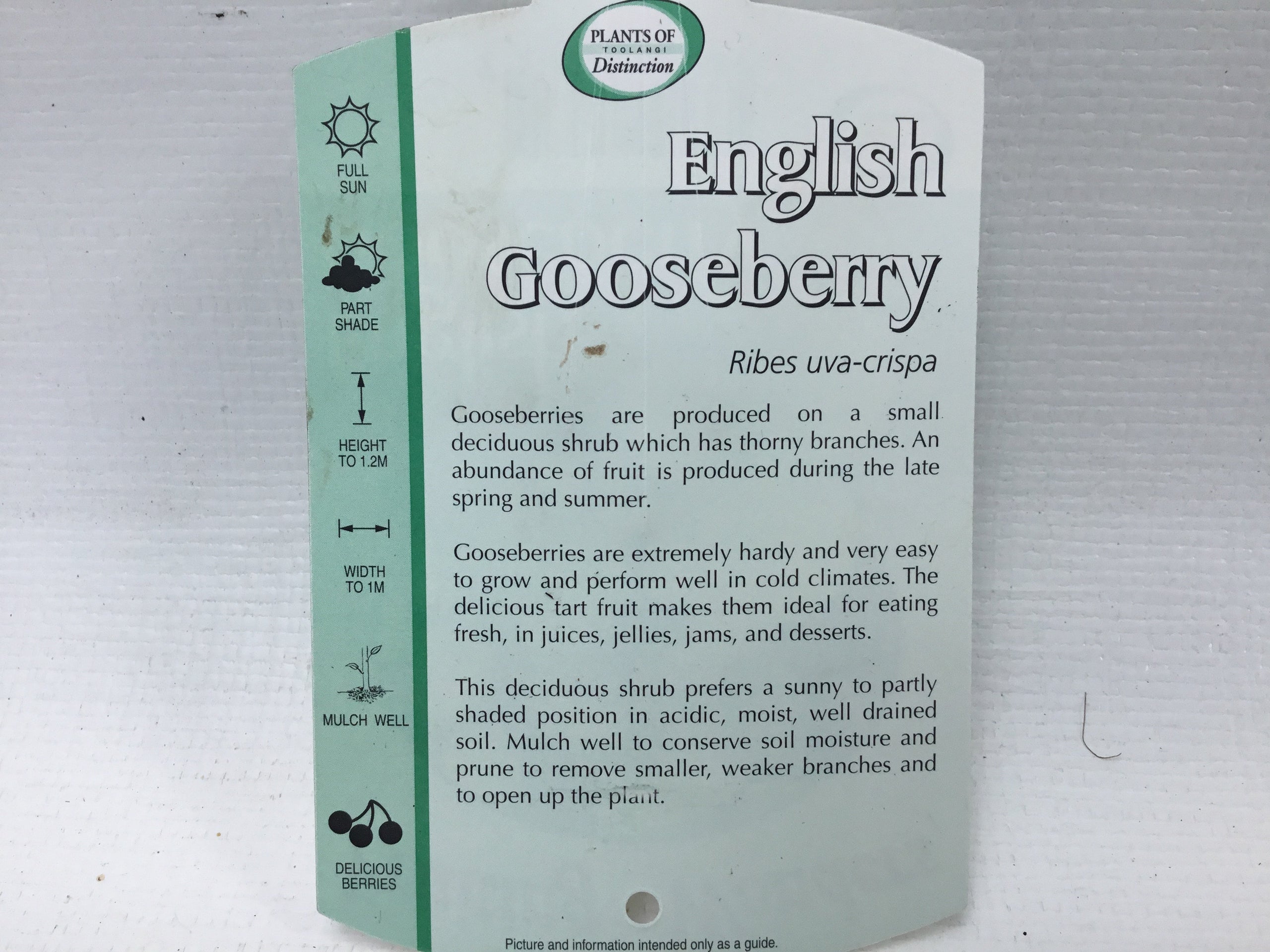 English gooseberry | Formosa Gardens Nursery, Ballarat