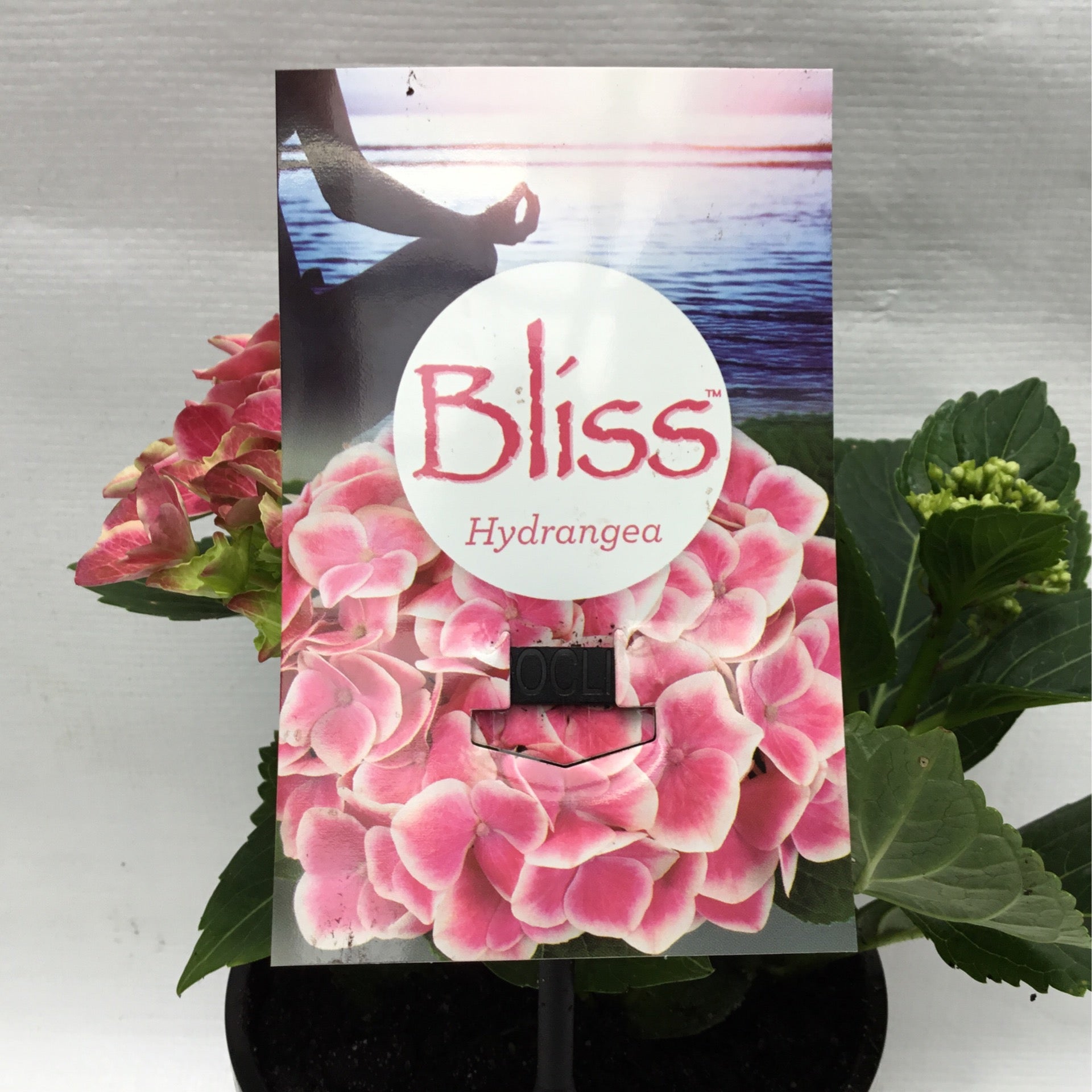 Hydrangea bliss bicolor 140mm pot | Formosa Gardens Nursery, Ballarat