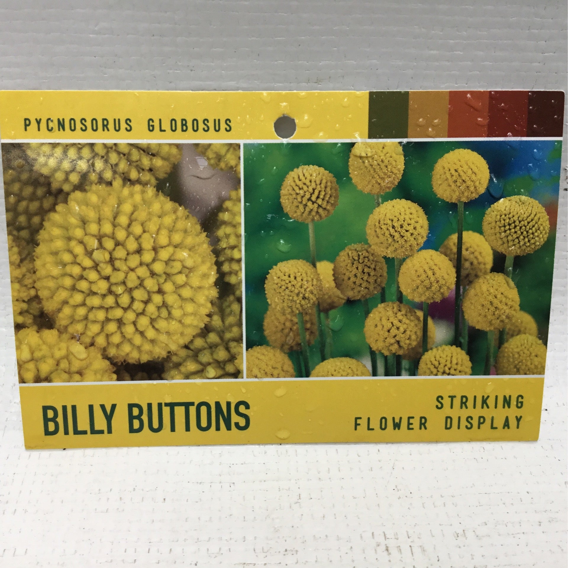 Billy buttons pycnosorus glibosus | Formosa Gardens Nursery, Ballarat