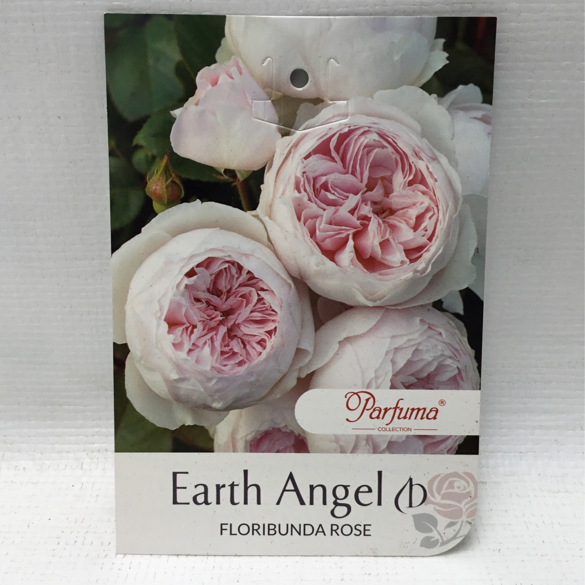 Earth Angel Bush Rose | Formosa Gardens Nursery, Ballarat