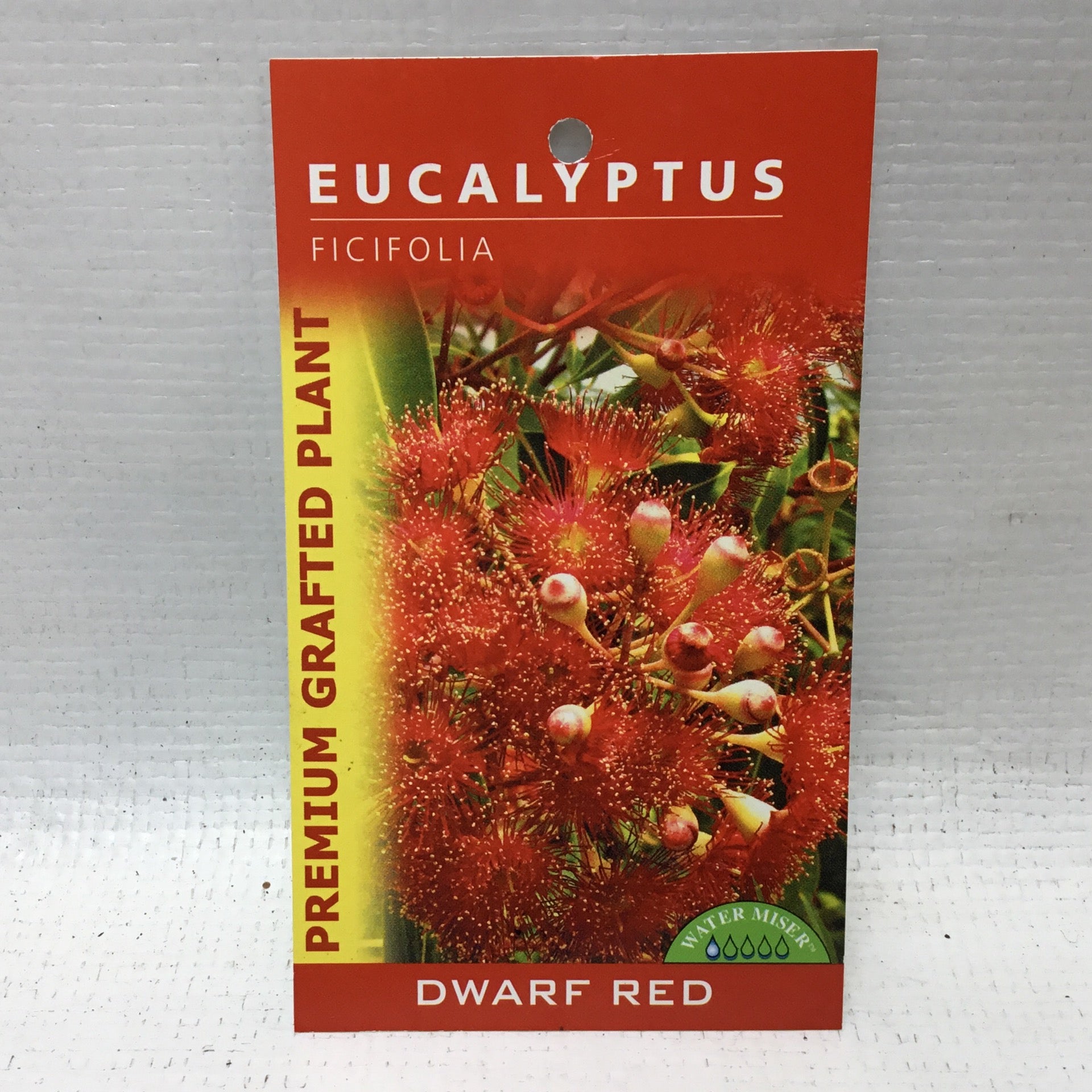 Eucalyptus ficifolia grafted dwarf red | Formosa Gardens Nursery, Ballarat