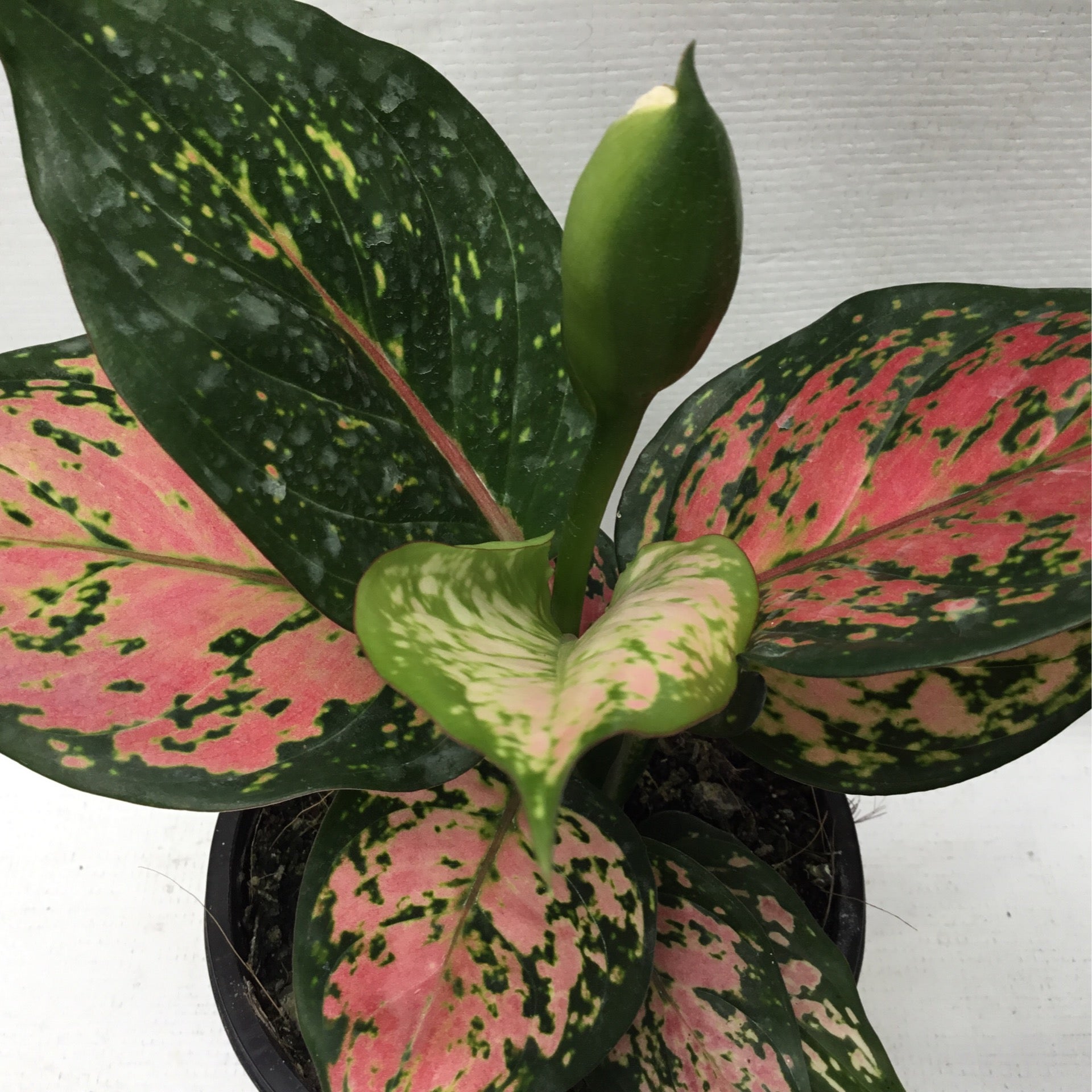 Aglaonema lucky red 140mm pot | Formosa Gardens Nursery, Ballarat