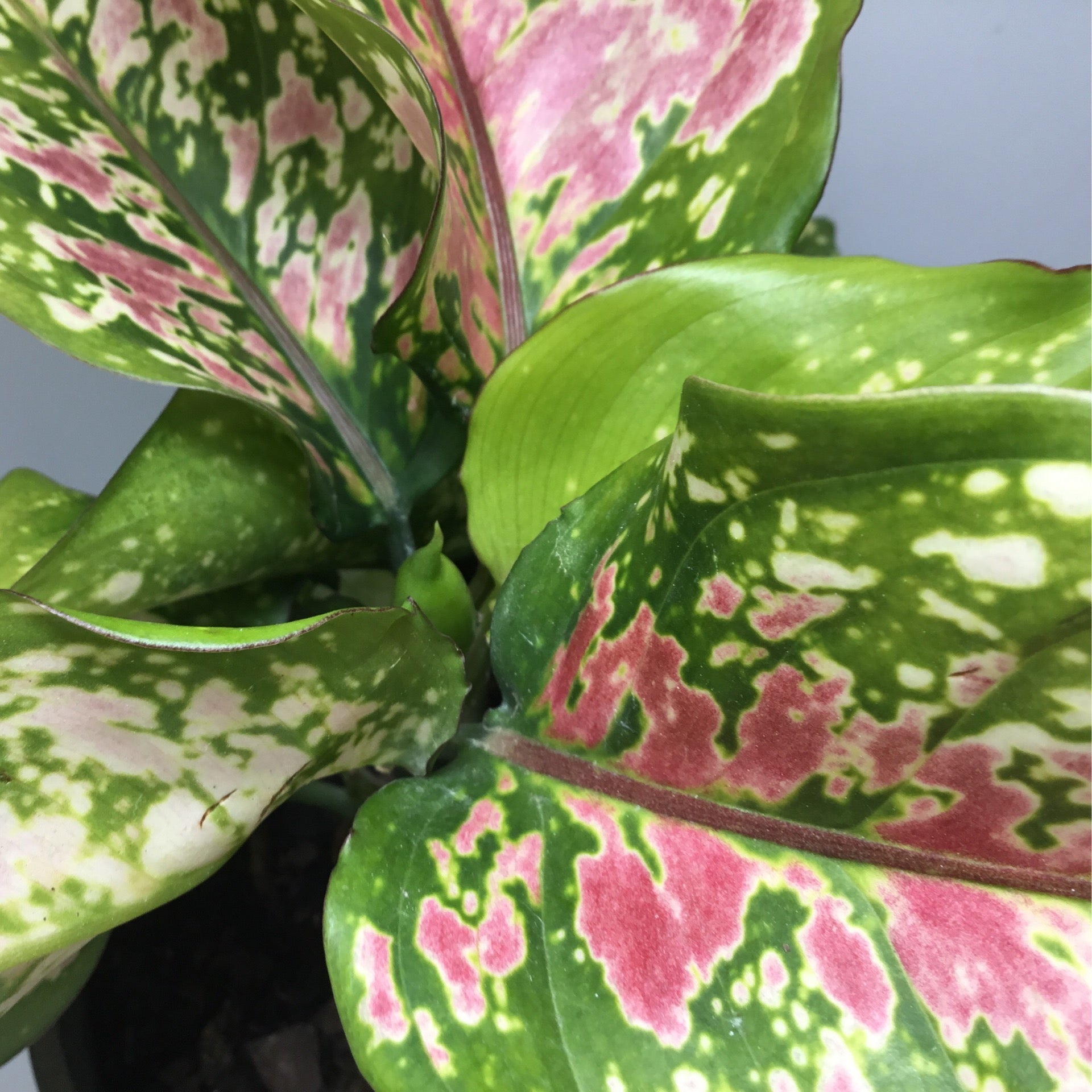 Aglaonema lucky pink | Formosa Gardens Nursery, Ballarat