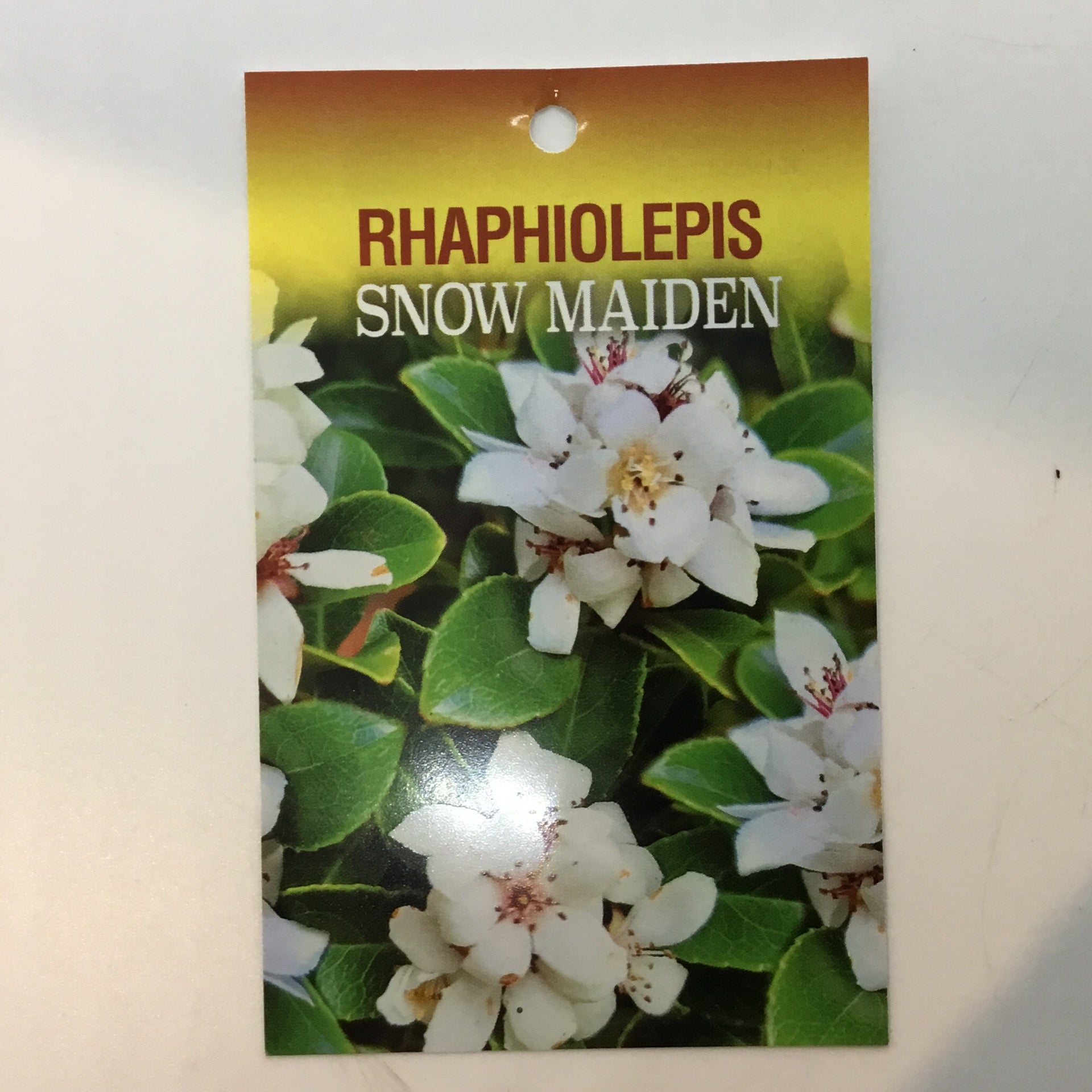 Rhaphiolepis snow maiden | Formosa Gardens Nursery, Ballarat