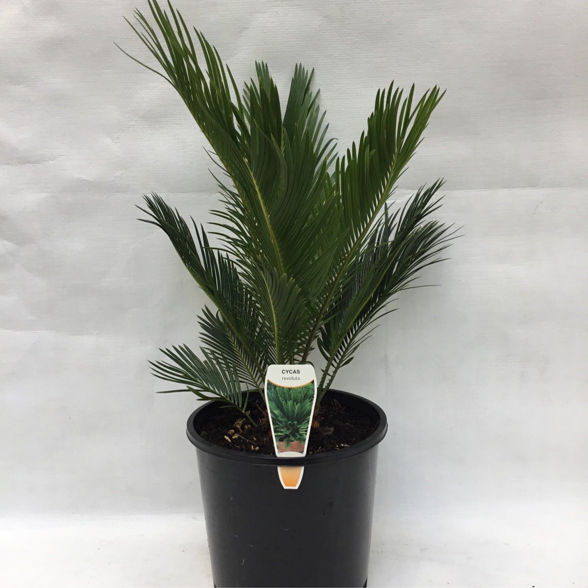 Cycad Cycas revoluta | Formosa Gardens Nursery, Ballarat