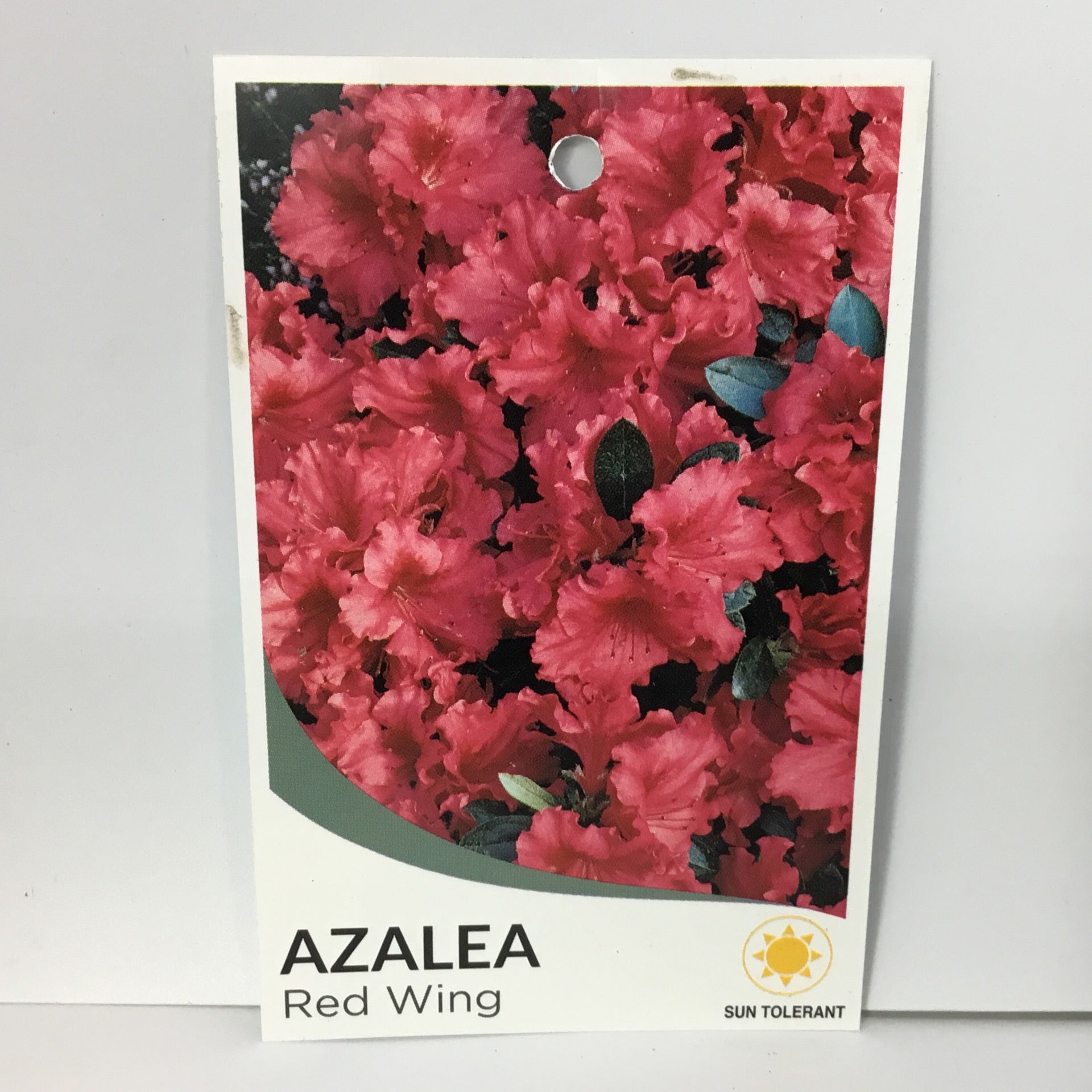 Azalea red wing | Formosa Gardens Nursery, Ballarat