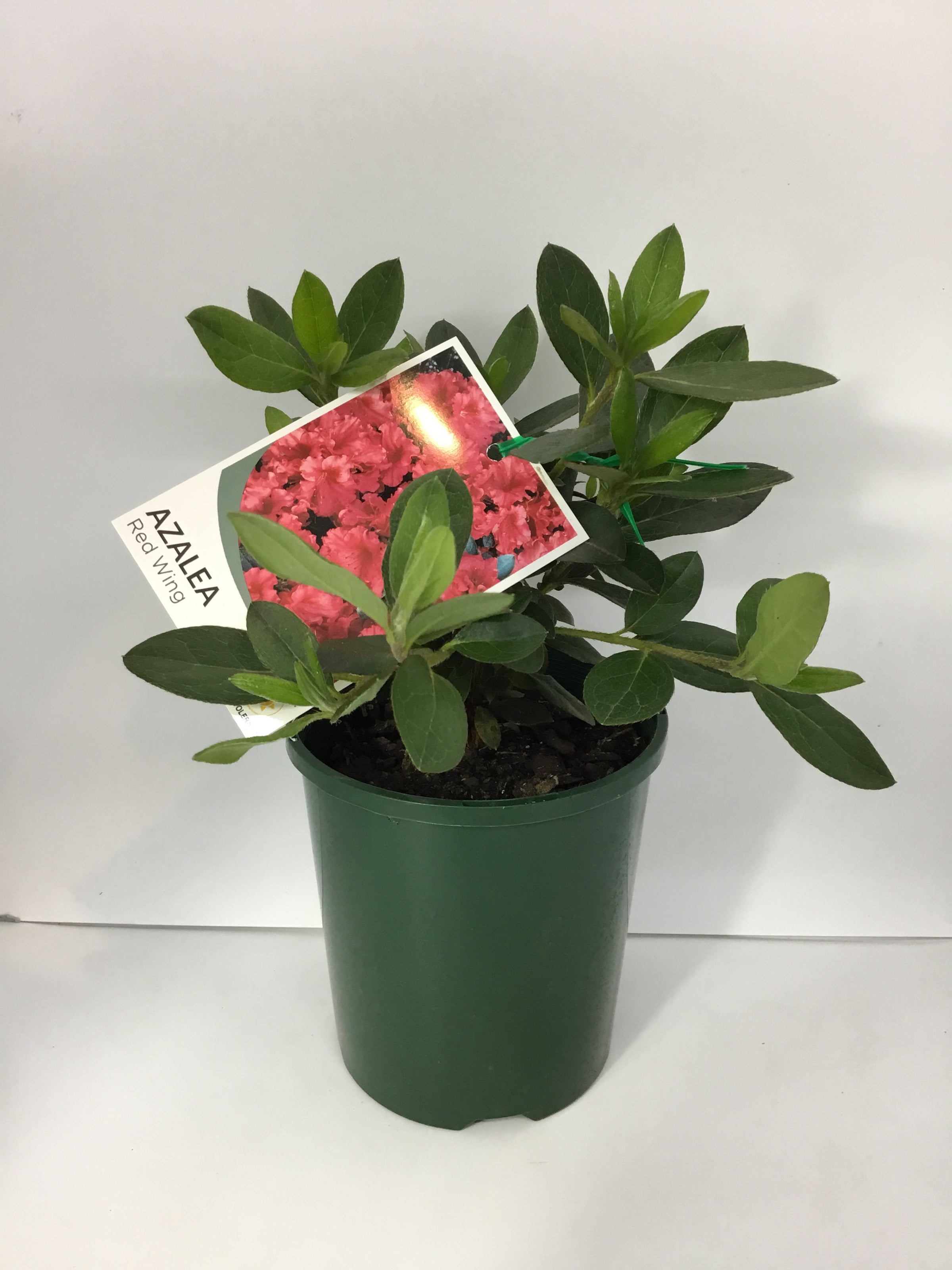 Azalea red wing | Formosa Gardens Nursery, Ballarat