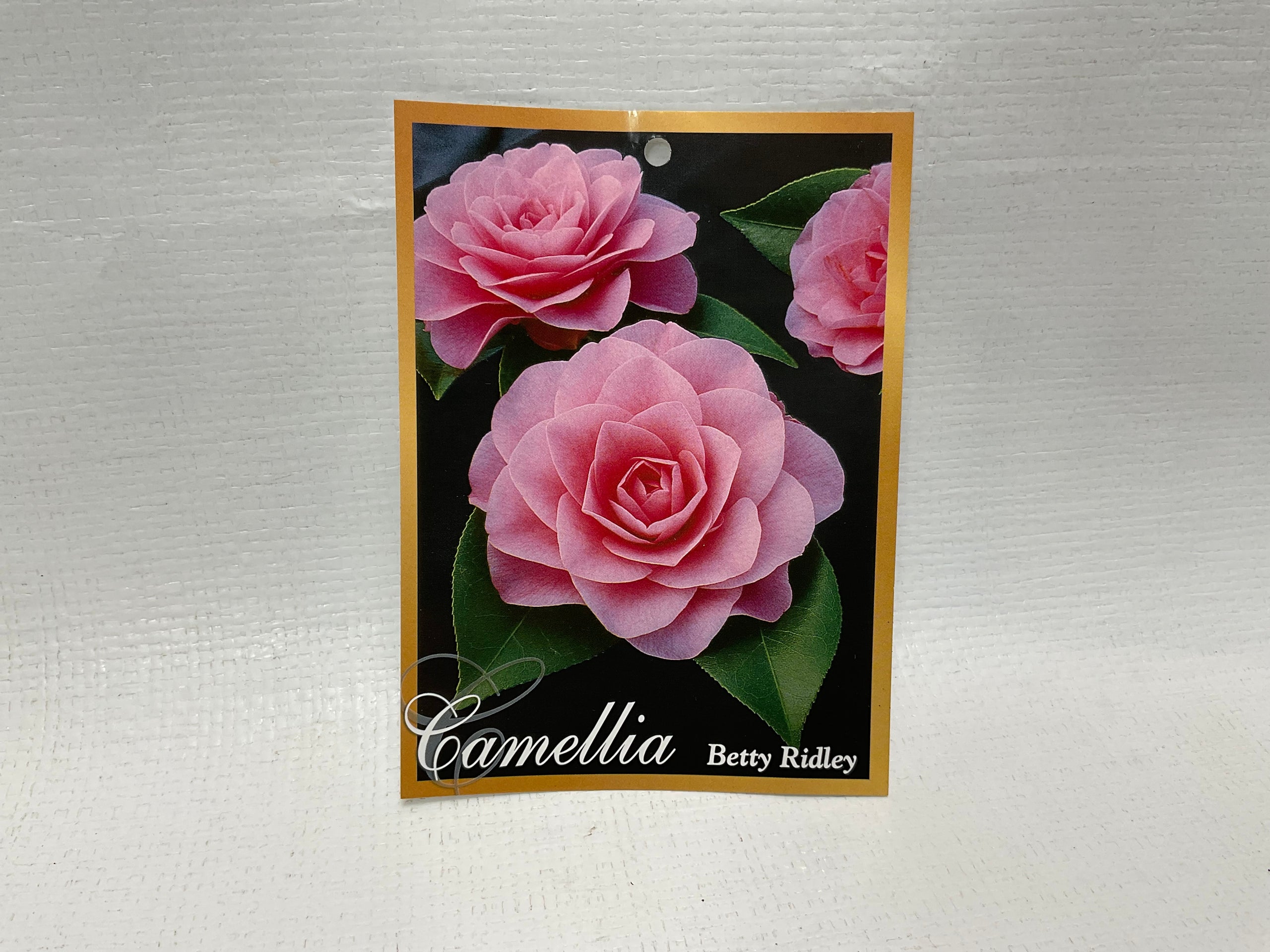 Camellia betty ridley | Formosa Gardens Nursery, Ballarat