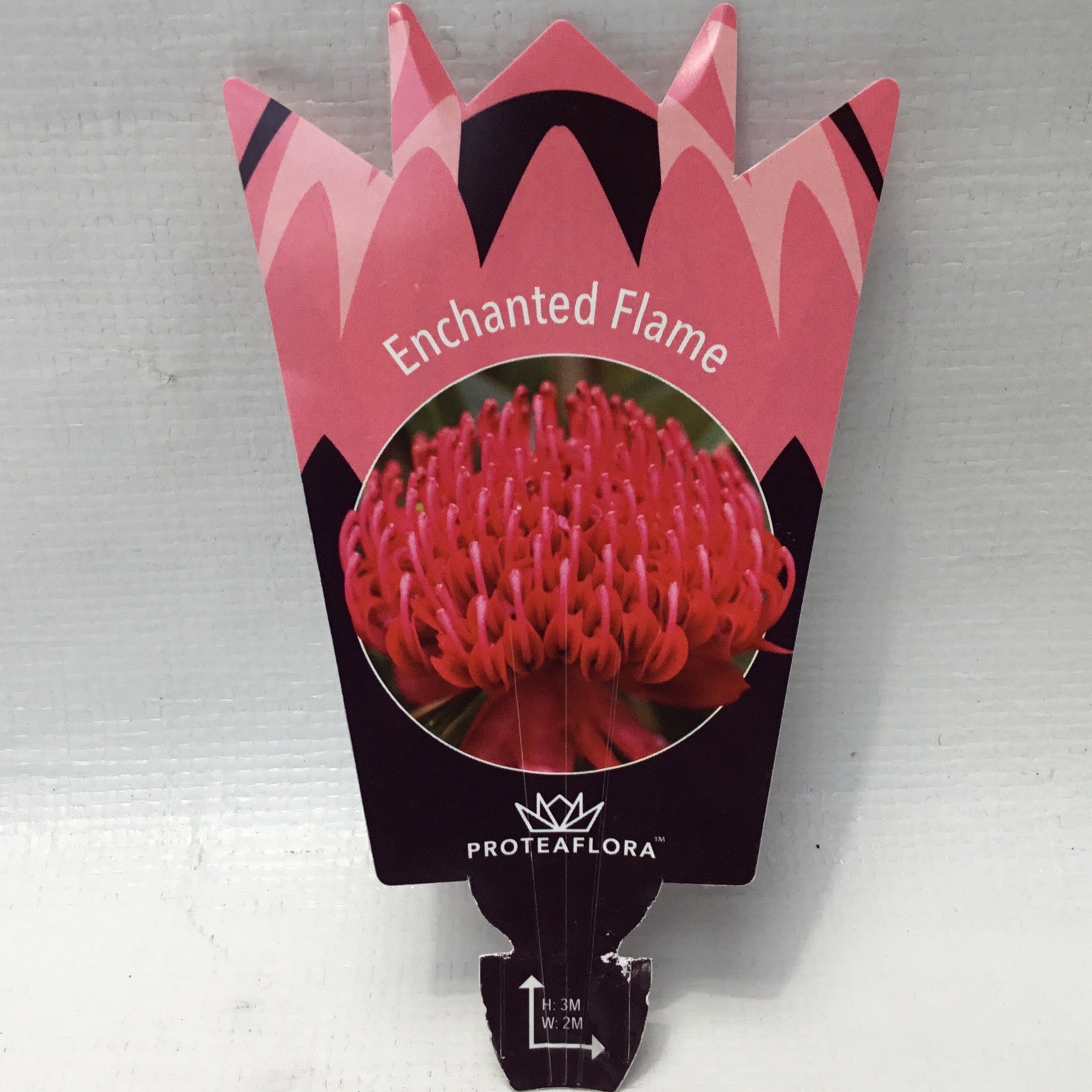 Shady lady enchanted flame Telopea | Formosa Gardens Nursery, Ballarat