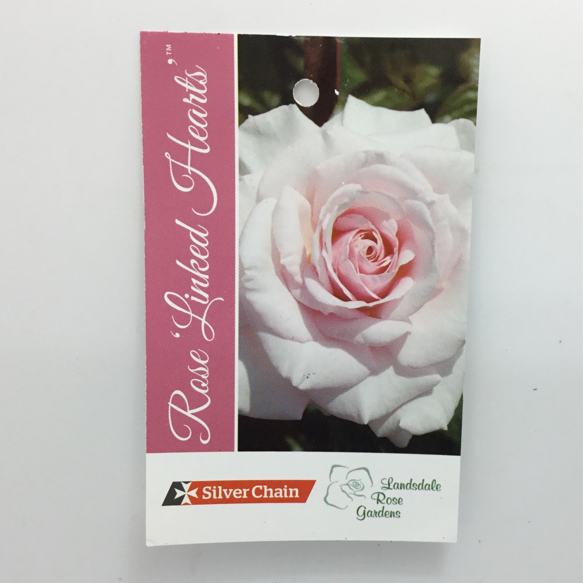 Linked Hearts Bush Rose | Formosa Gardens Nursery, Ballarat