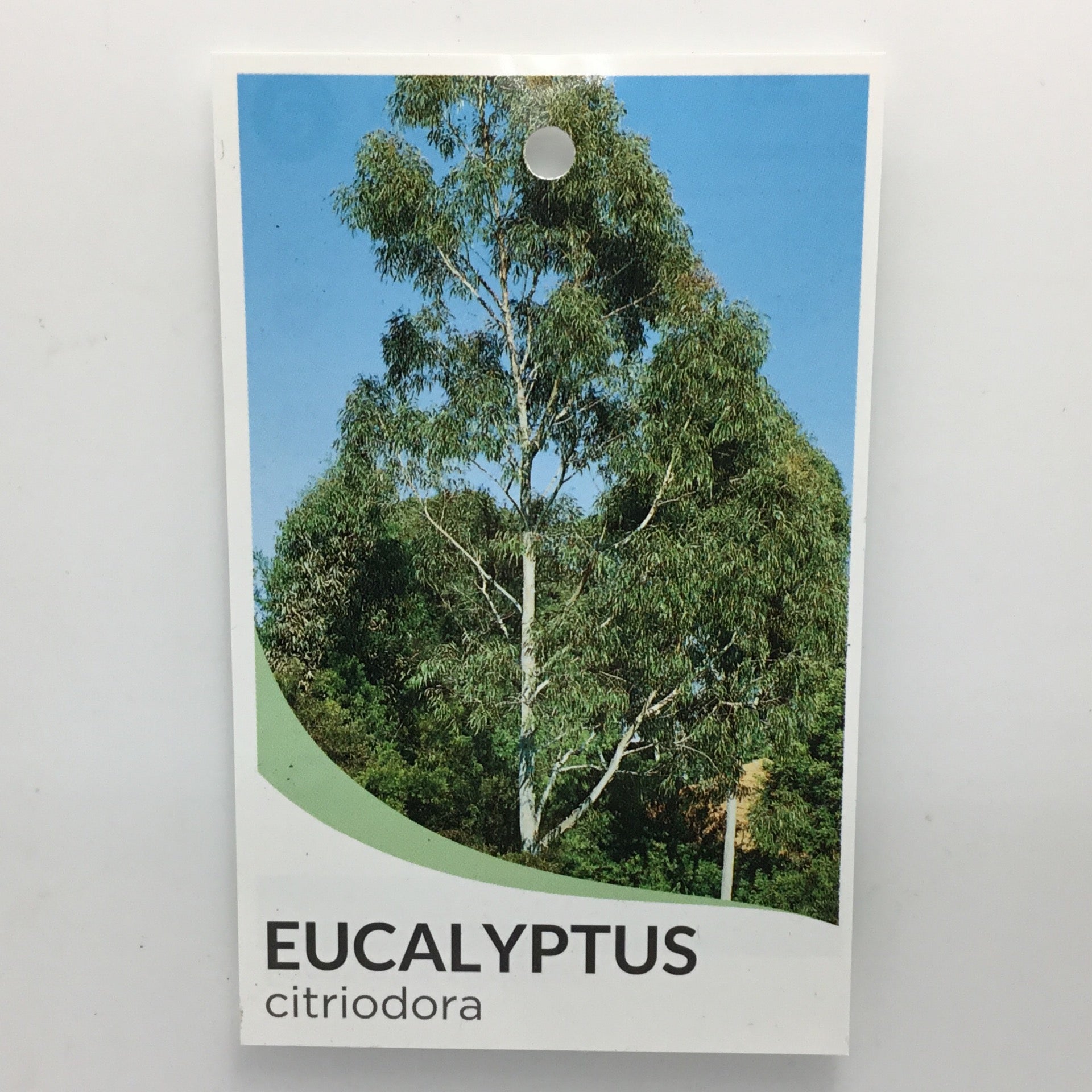Eucalyptus citriodora | Formosa Gardens Nursery, Ballarat