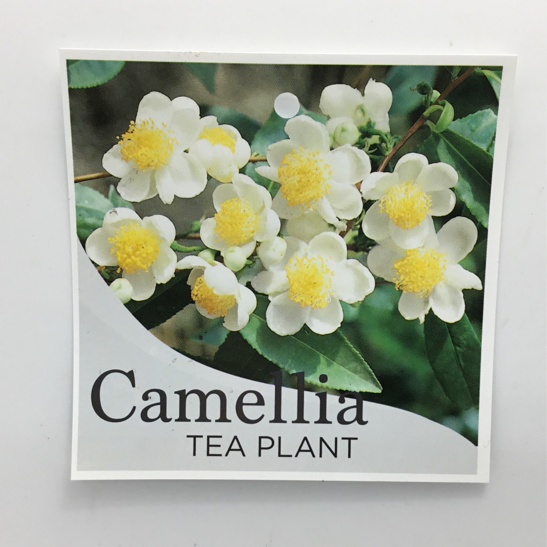 Camellia tea plant | Formosa Gardens Nursery, Ballarat