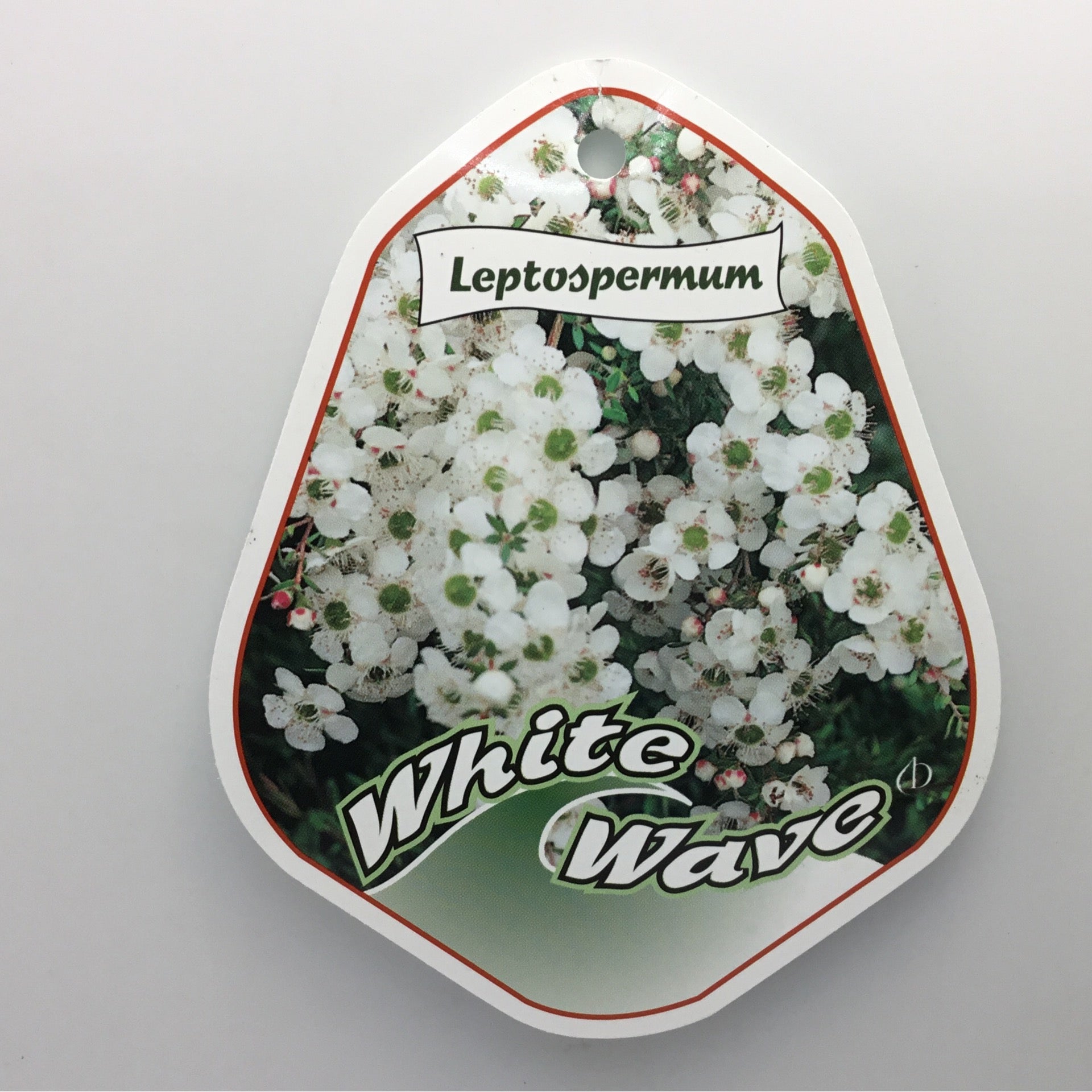 Tea tree white wave leptospermum | Formosa Gardens Nursery, Ballarat